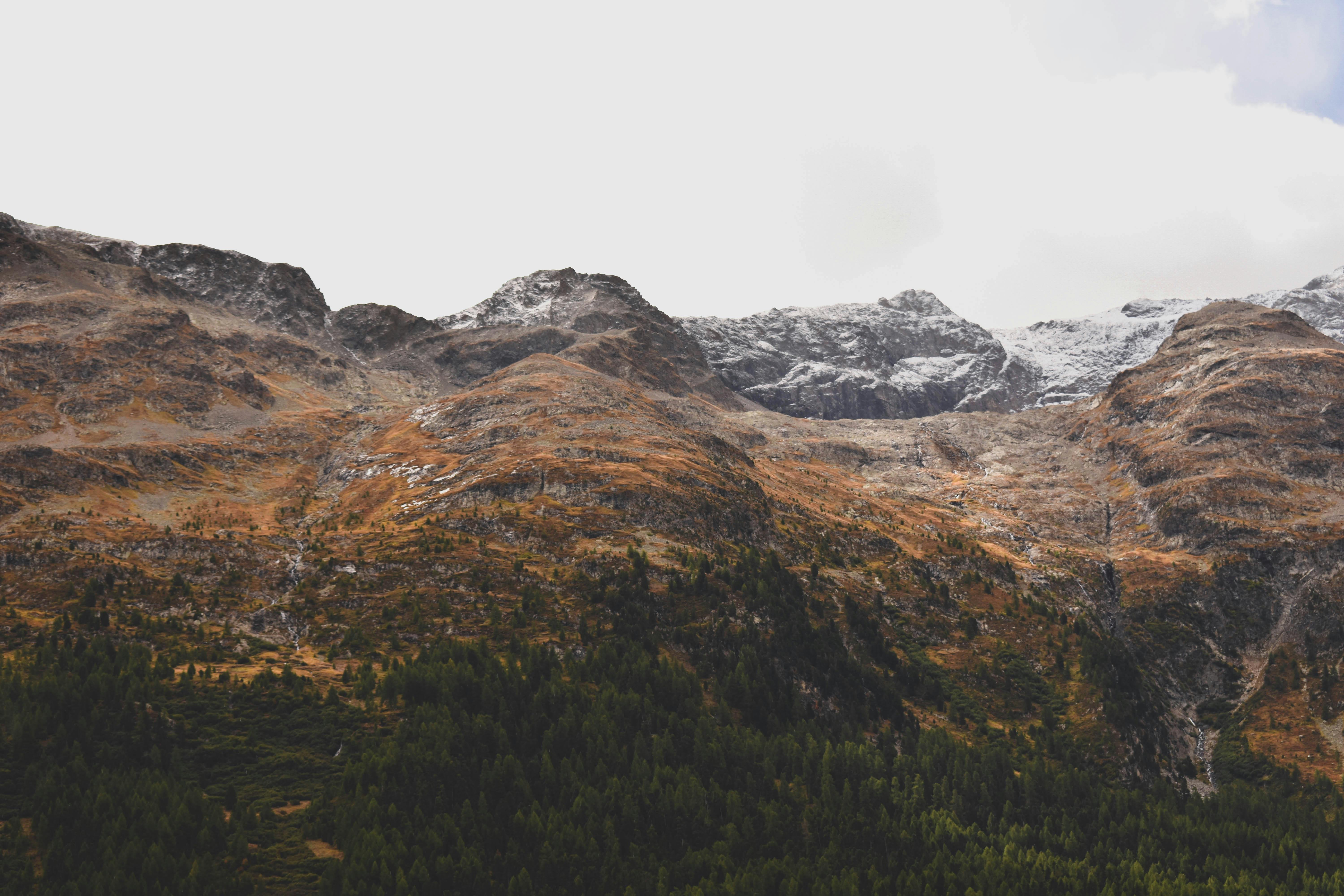 Green Forest and Mountain behind · Free Stock Photo
