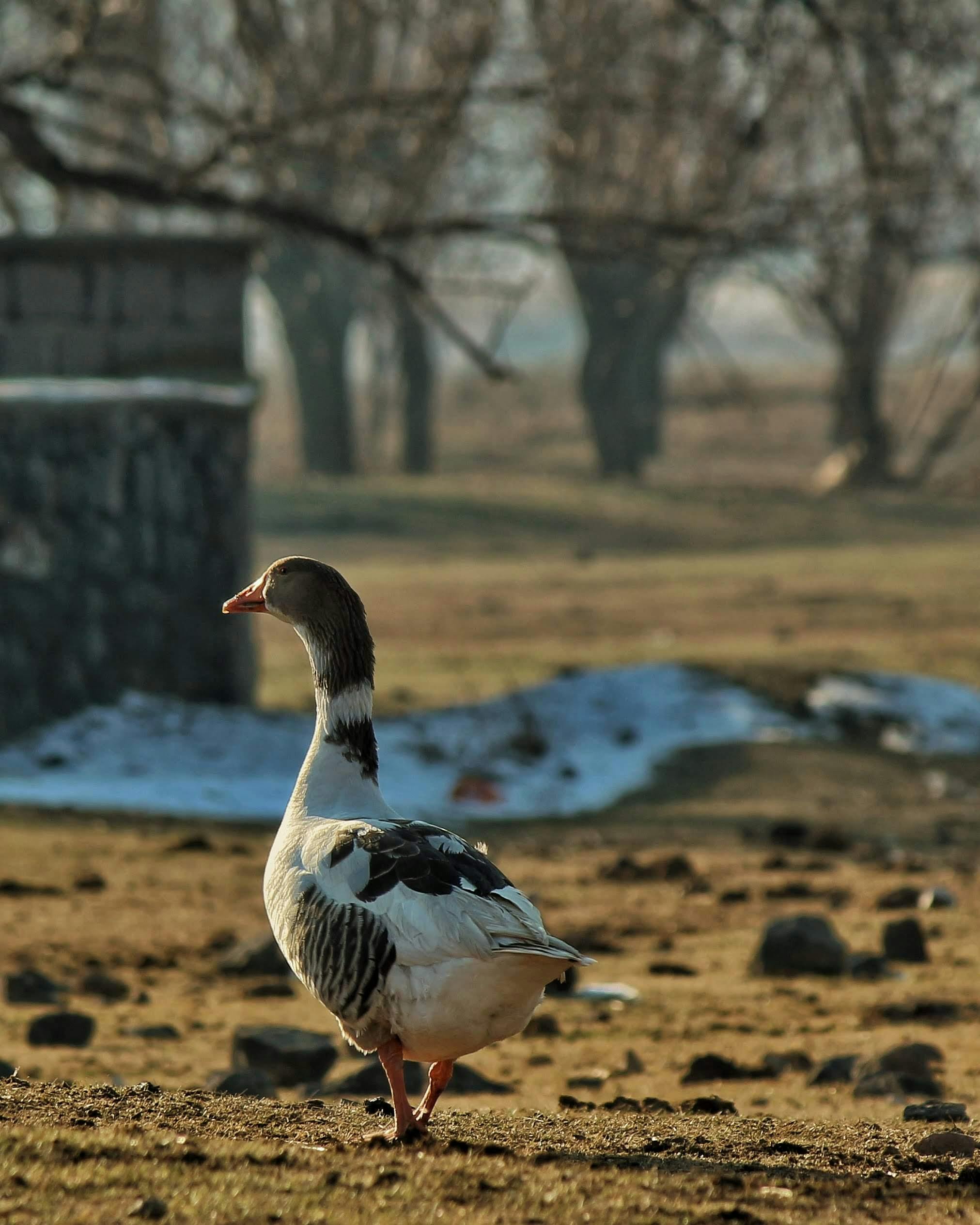 Goose Walking on Rocky Ground · Free Stock Photo