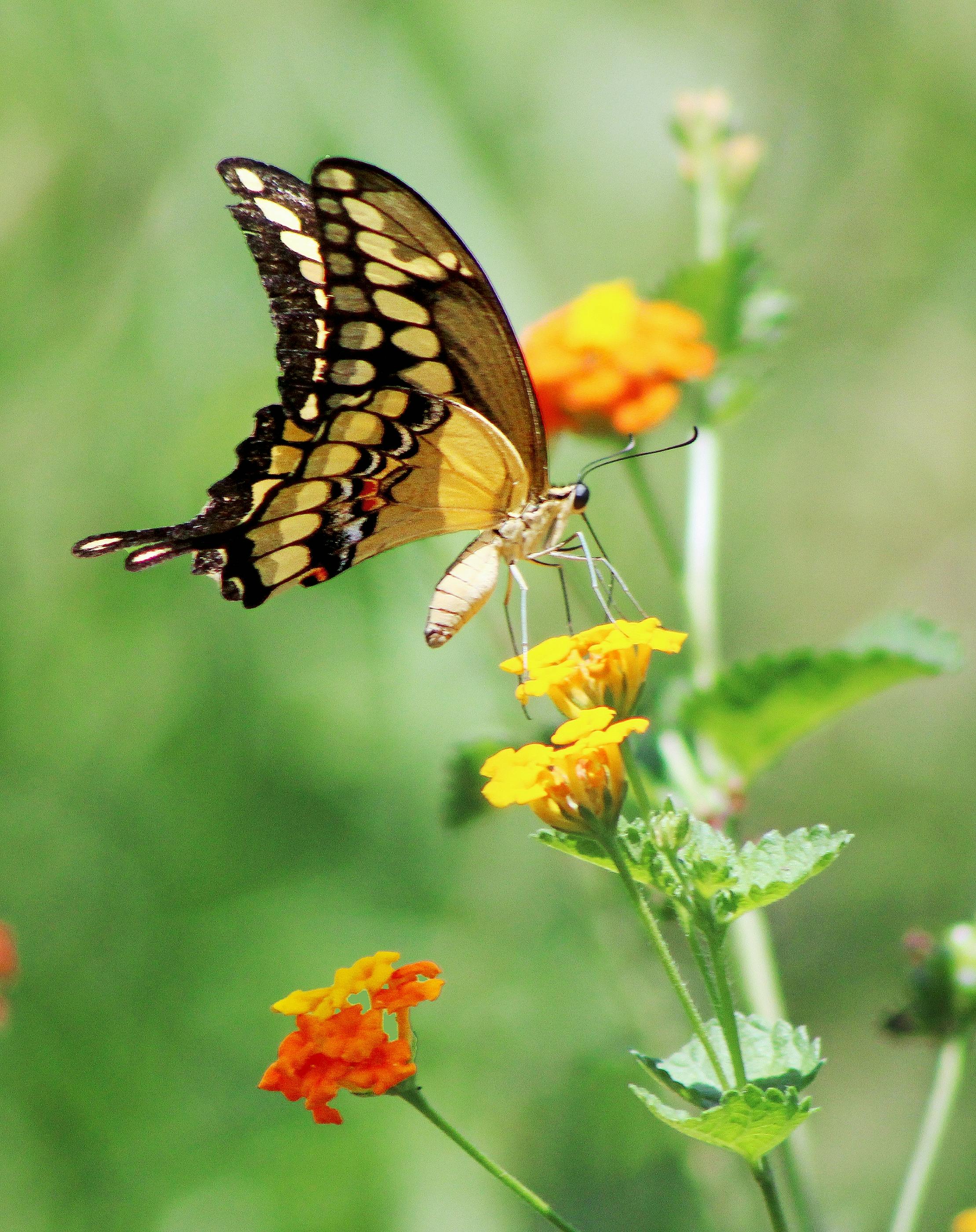 Closeup of Asian Swallowtail · Free Stock Photo