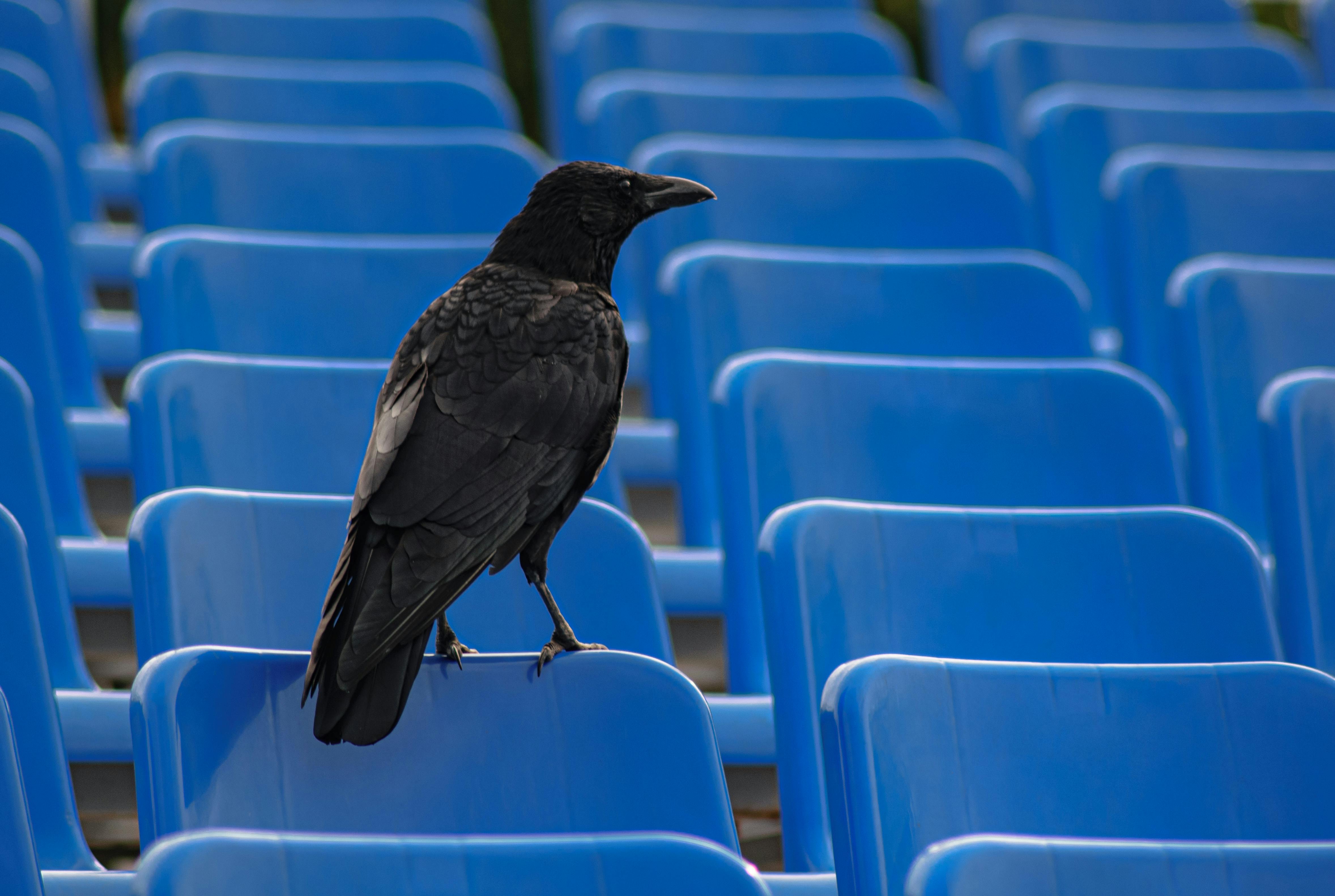 Black Bird on Blue Plastic Chair · Free Stock Photo
