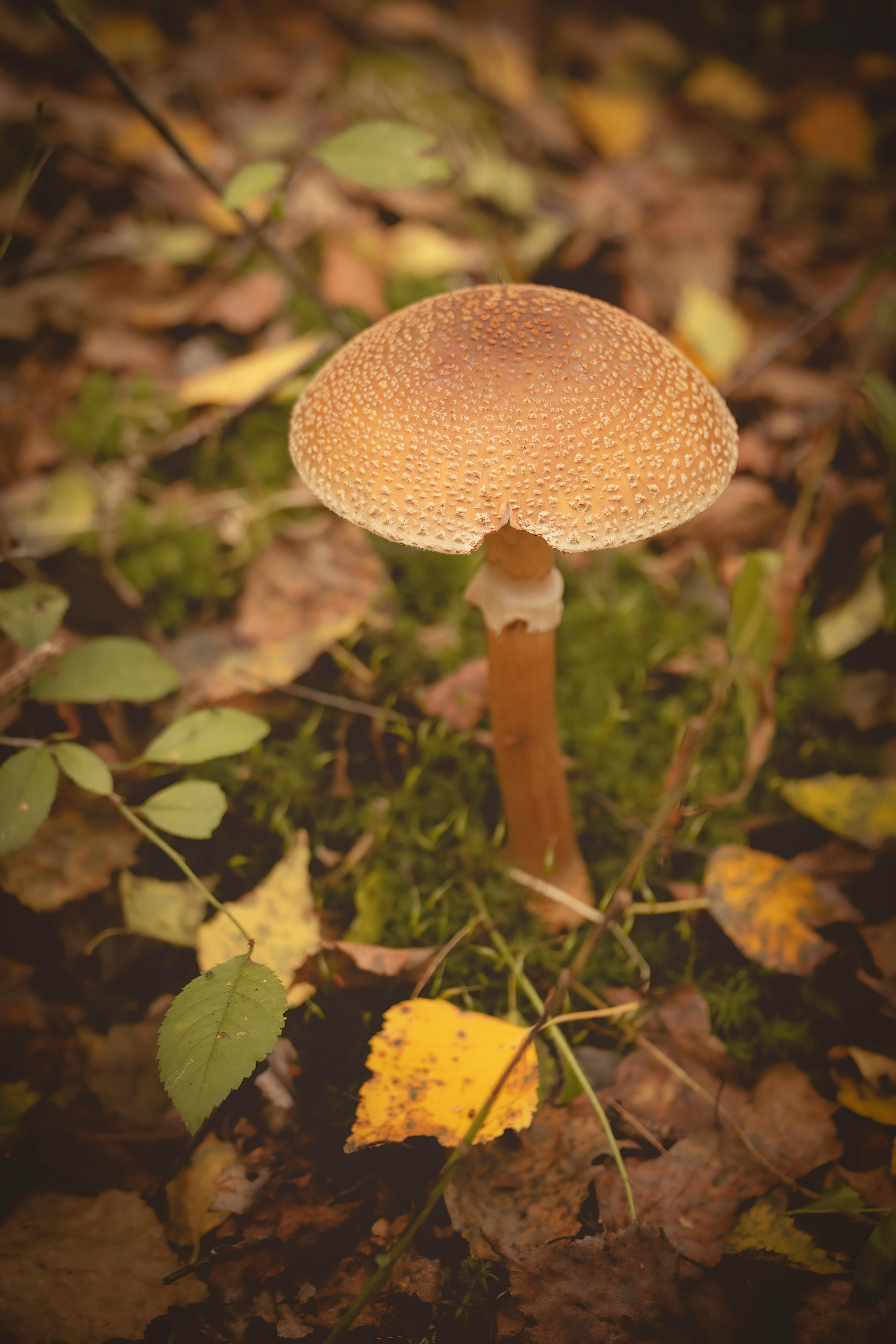 Yellow Herbal Flowers and a Toadstool on Top of aRock · Free Stock Photo