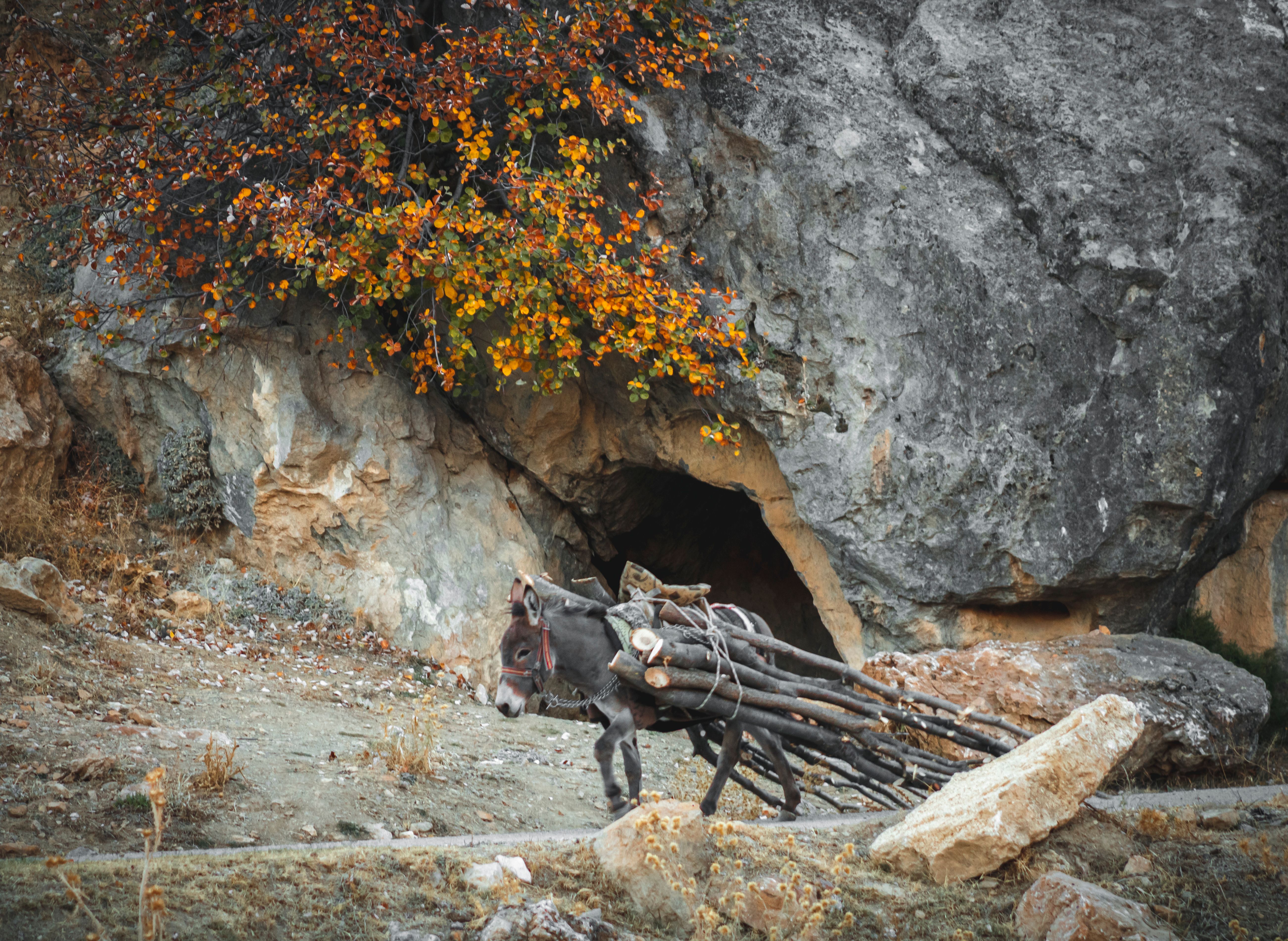 Donkey Carrying Logs · Free Stock Photo