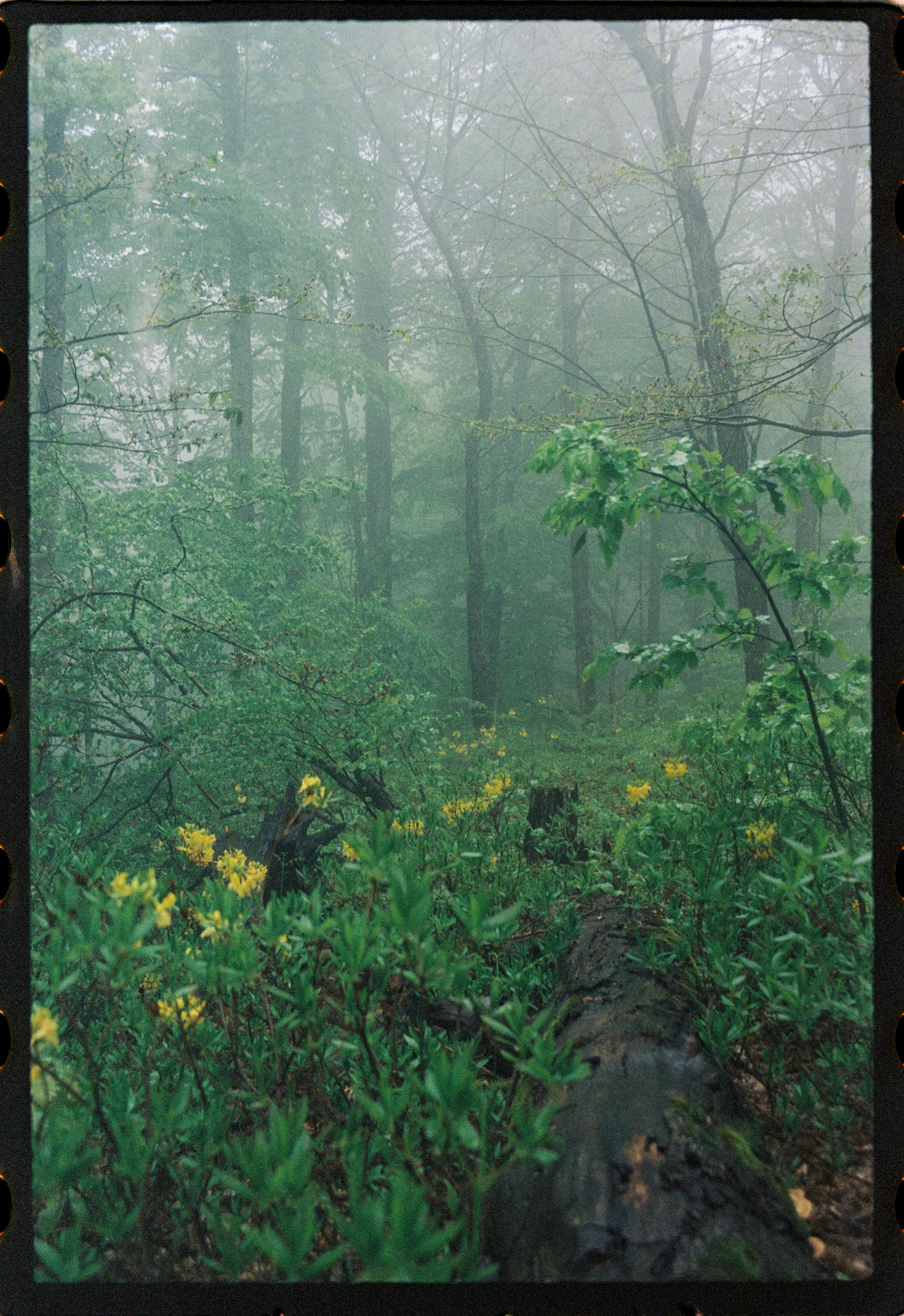 Green Trees and Bushes in Forest · Free Stock Photo