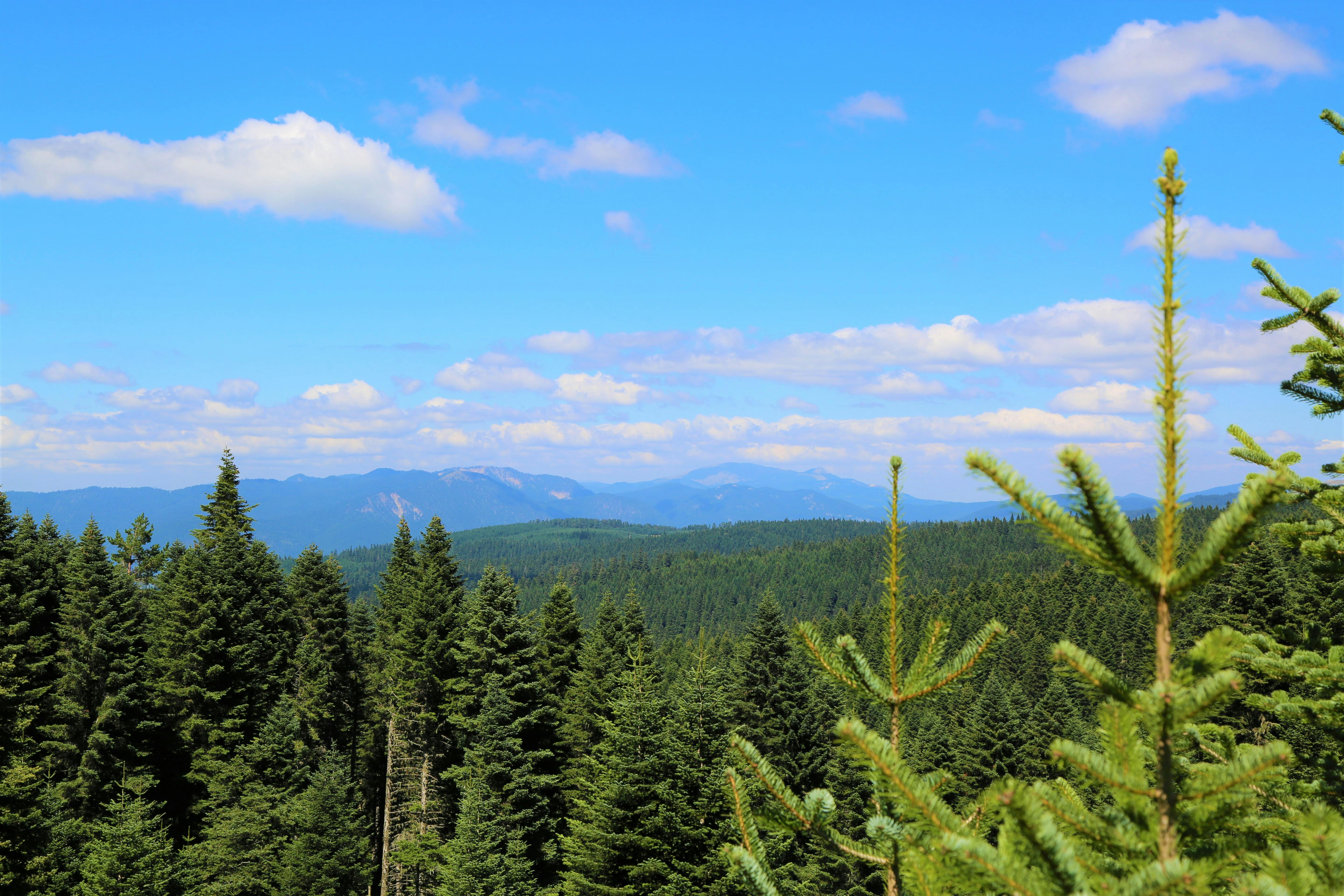 Free stock photo of clouds, forest, horizon