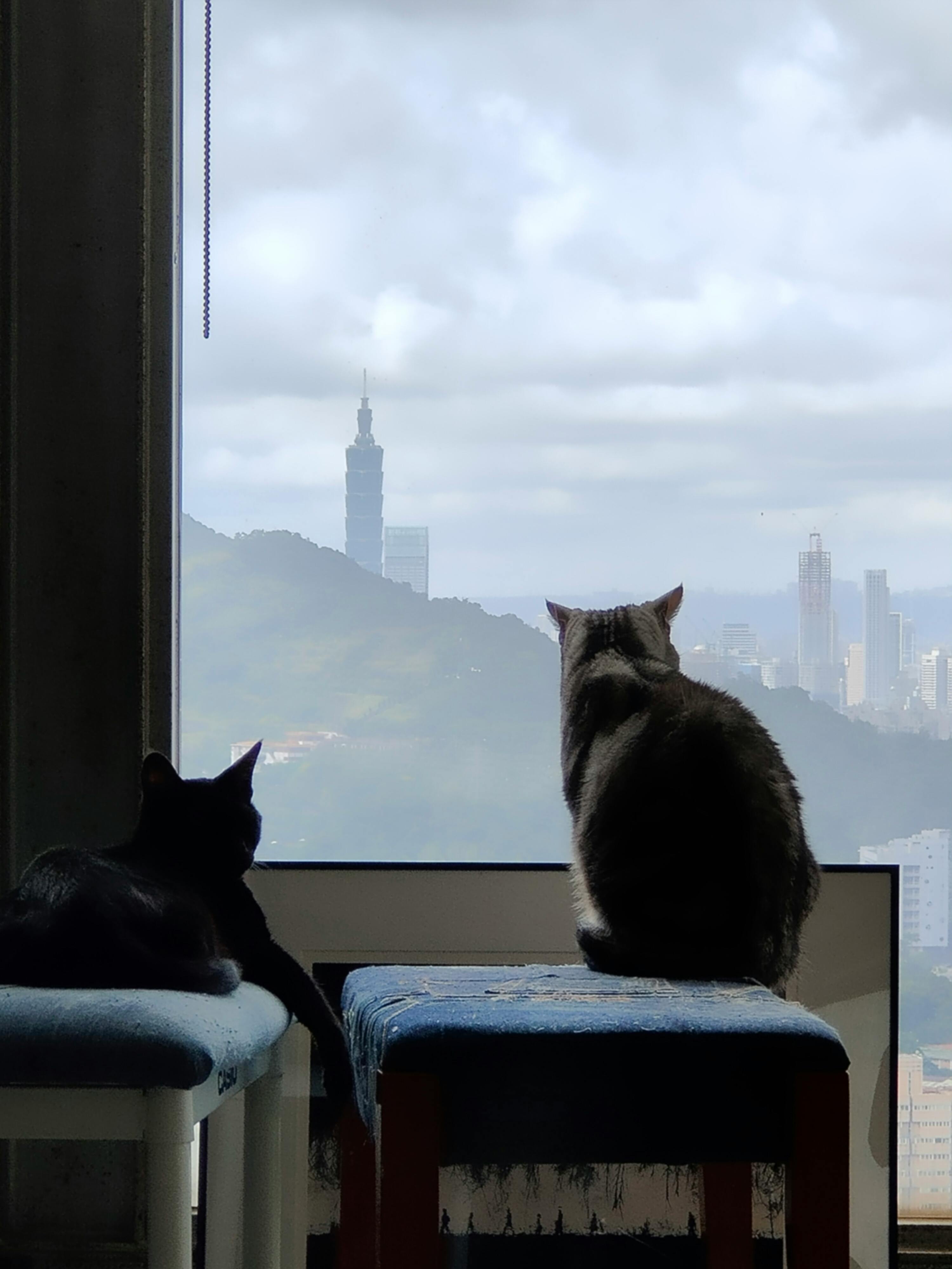 Cats Sitting Near Glass Window · Free Stock Photo