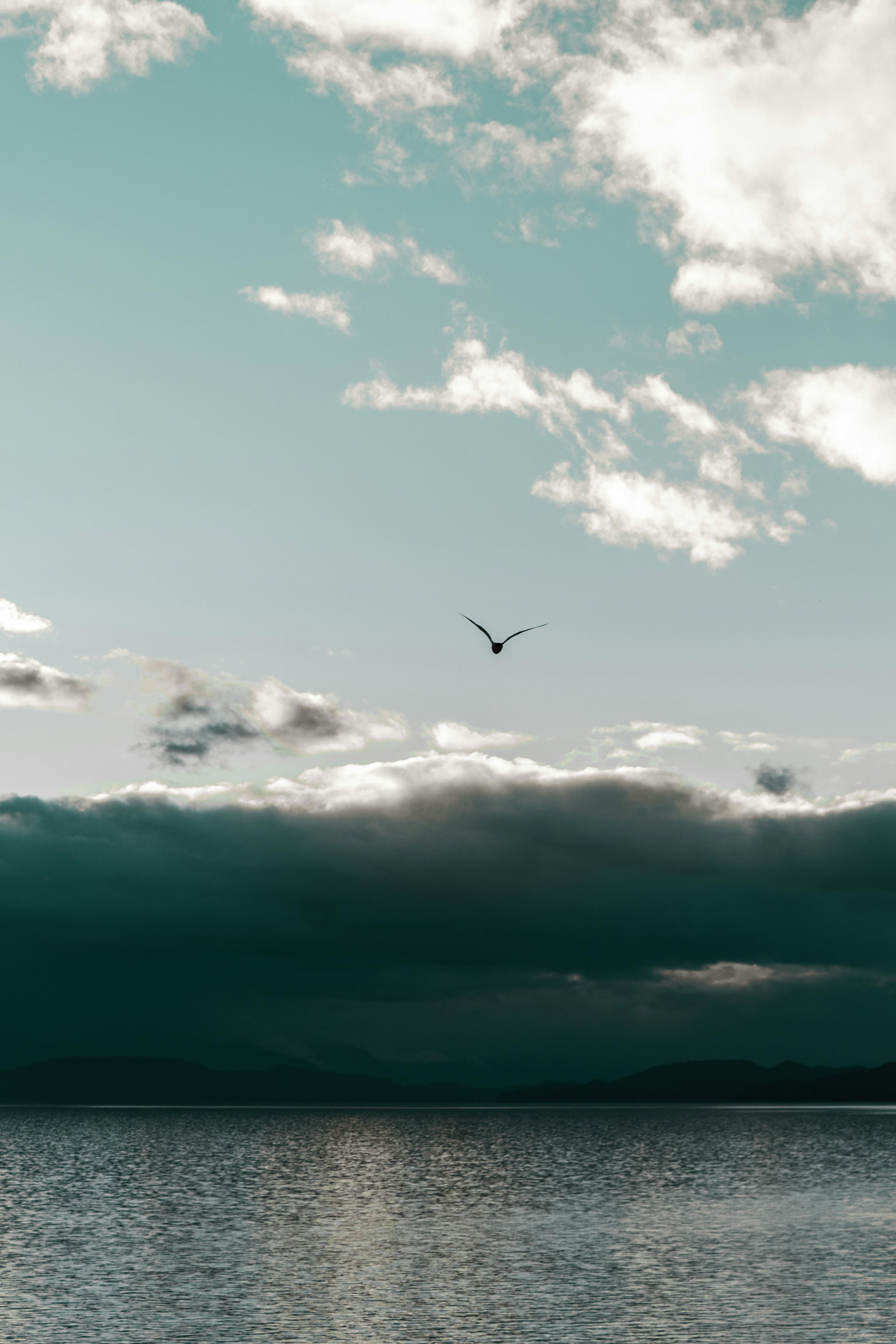 Burning Bird Photos, Download The BEST Free Burning Bird Stock Photos ...