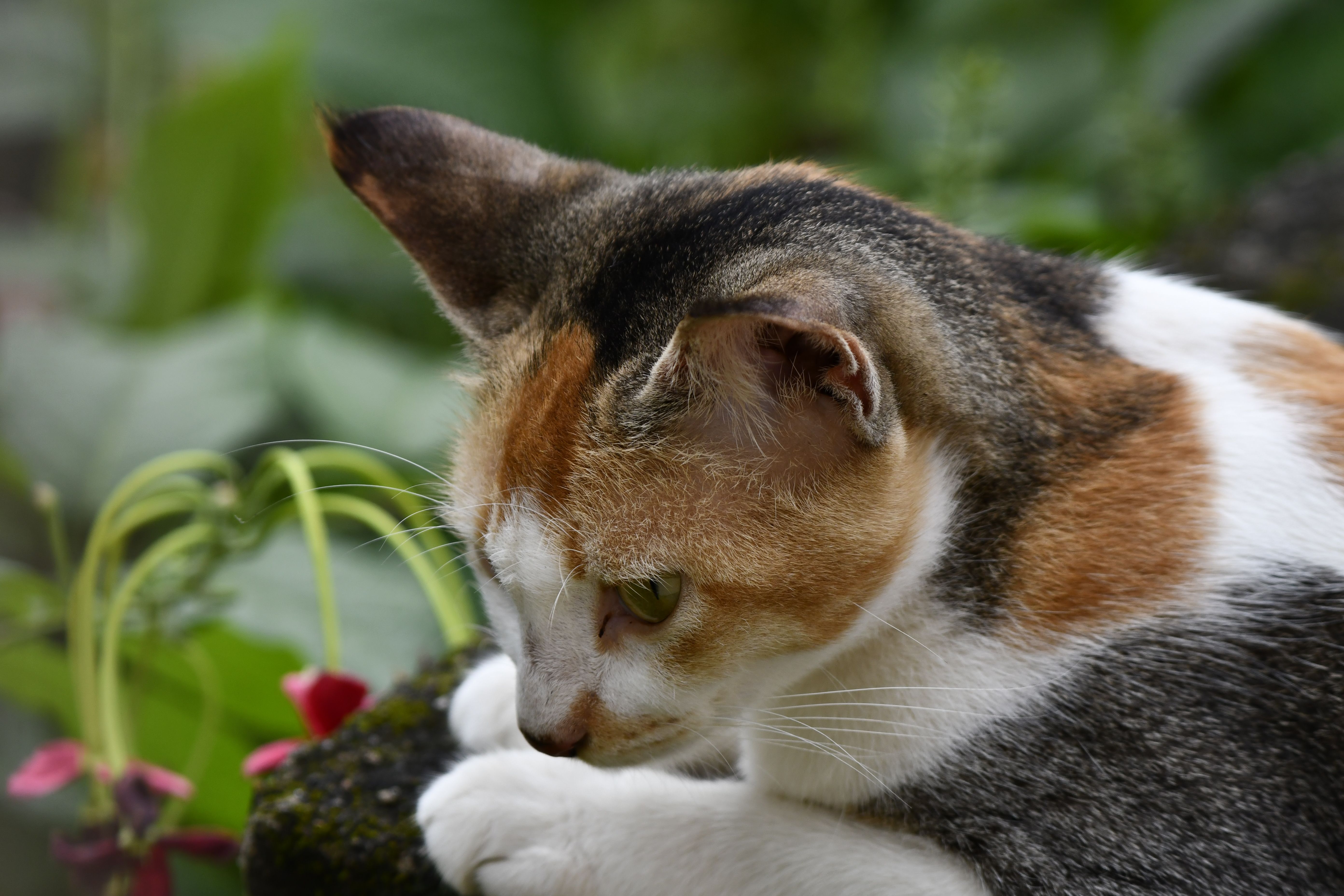 Close-Up Shot of a Calico Cat · Free Stock Photo