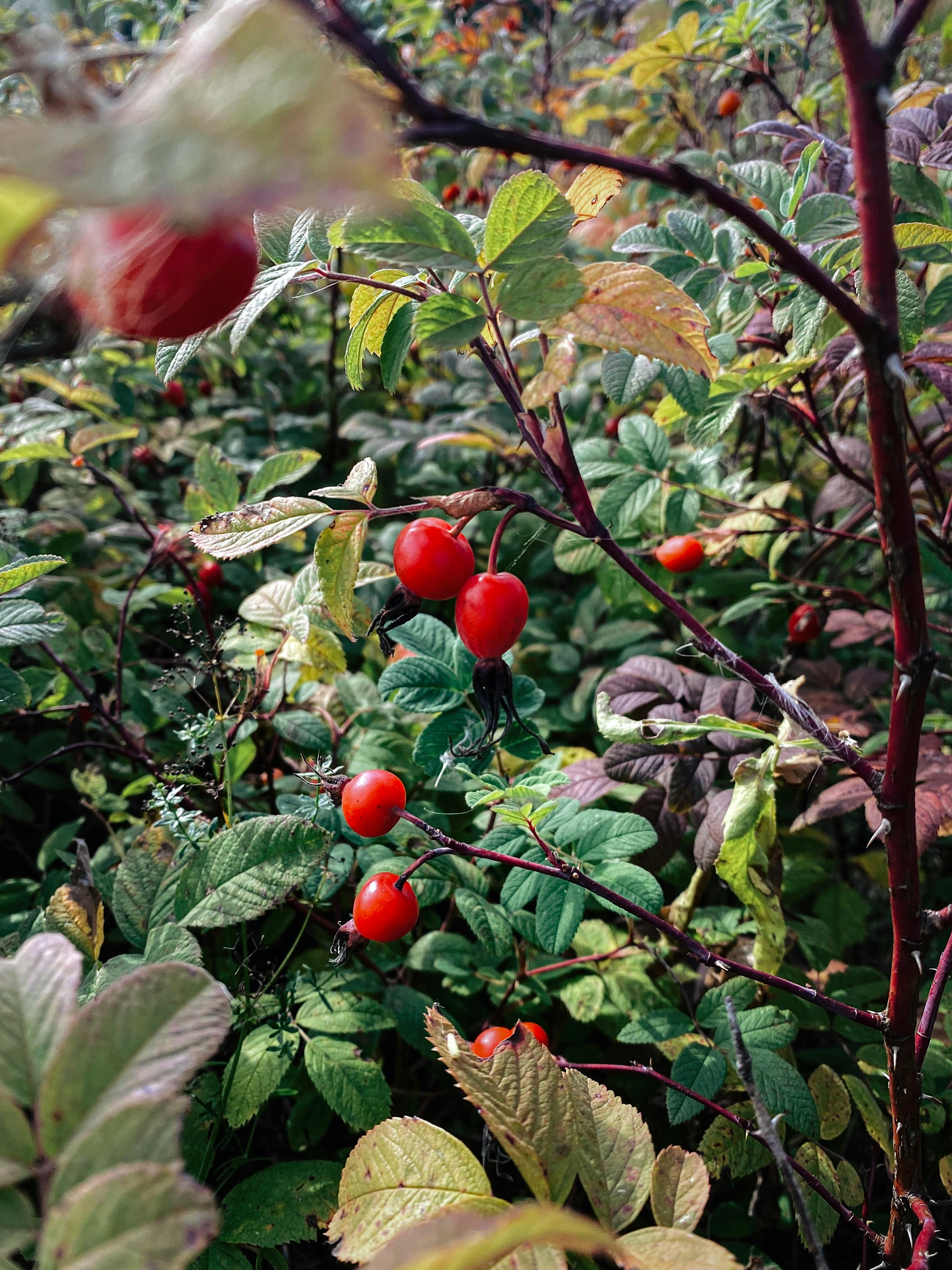 Twigs Photos, Download The BEST Free Twigs Stock Photos & HD Images