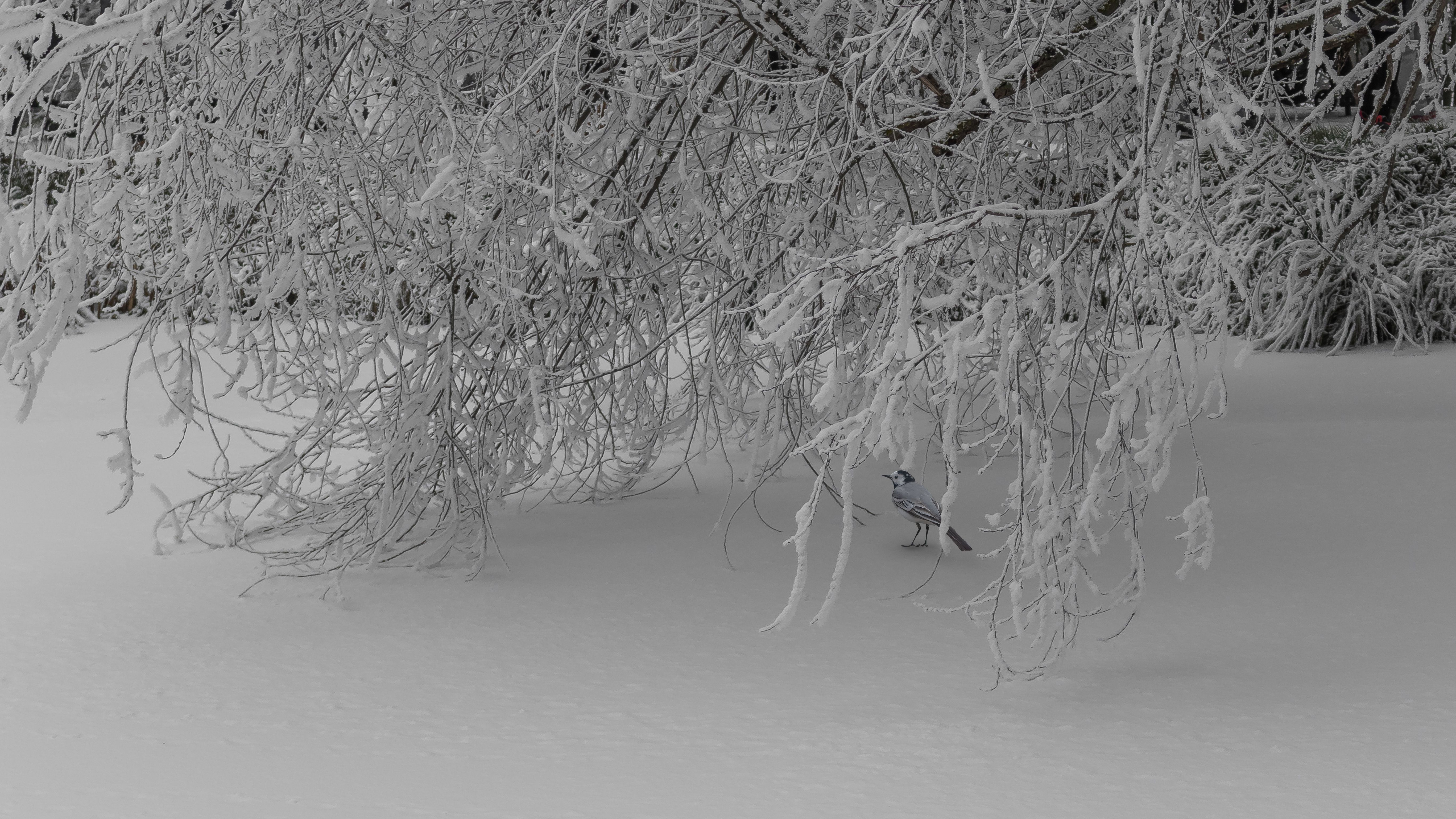 A Bird Under the Bare Tree Covered with Snow · Free Stock Photo