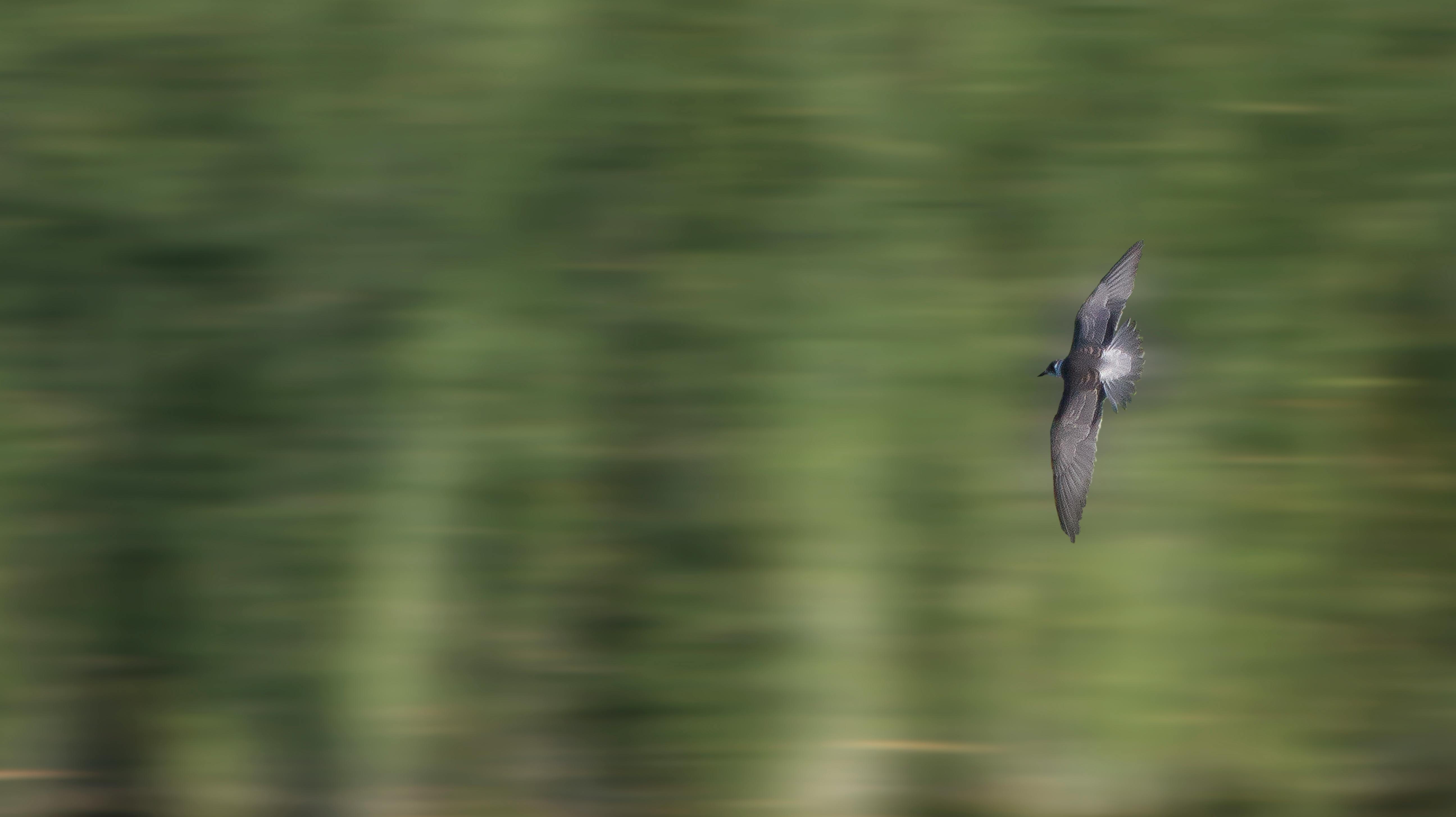 Gray Bird Flying Over Green Grass · Free Stock Photo