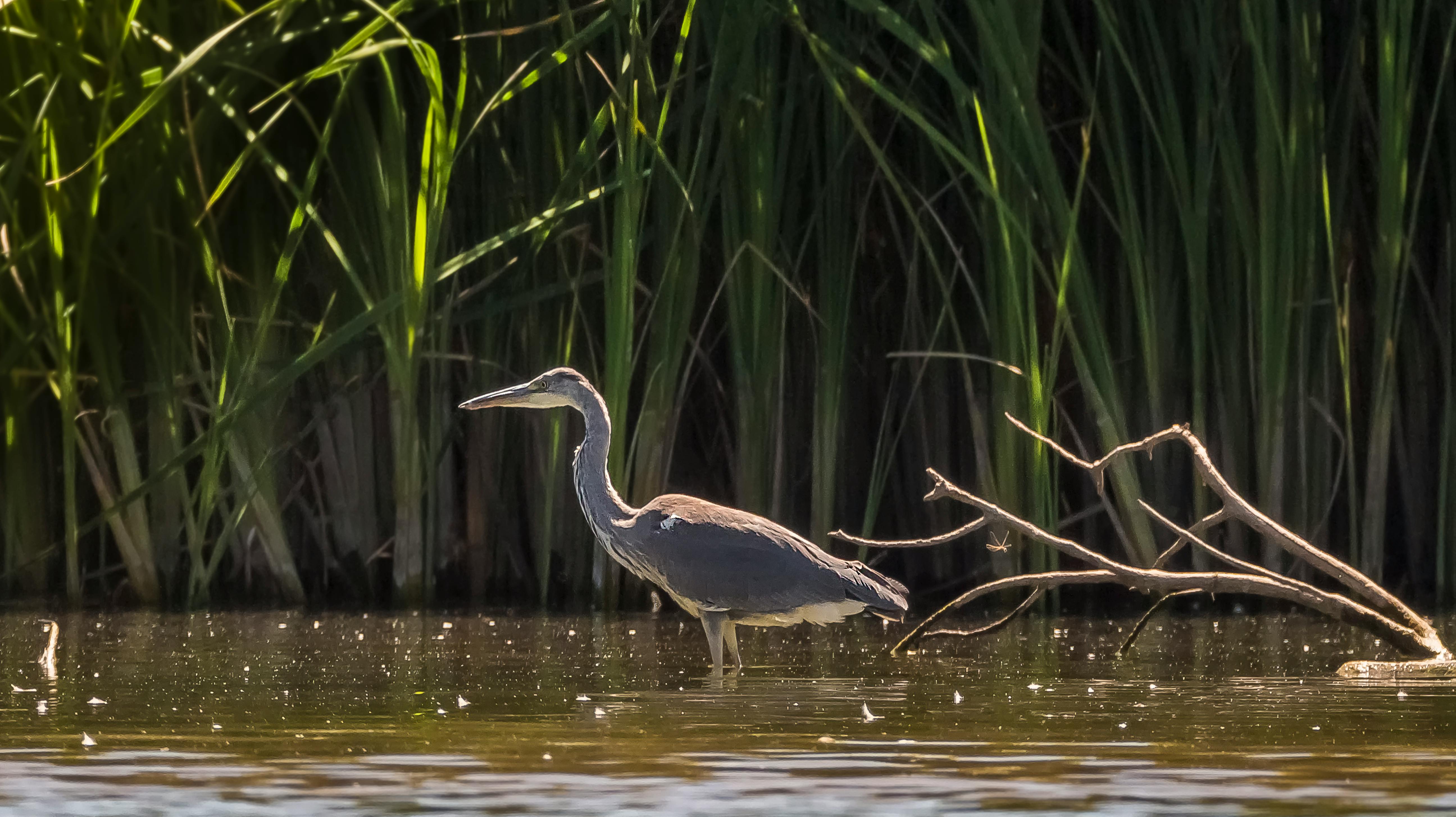 Heron Walking on Lake Water · Free Stock Photo