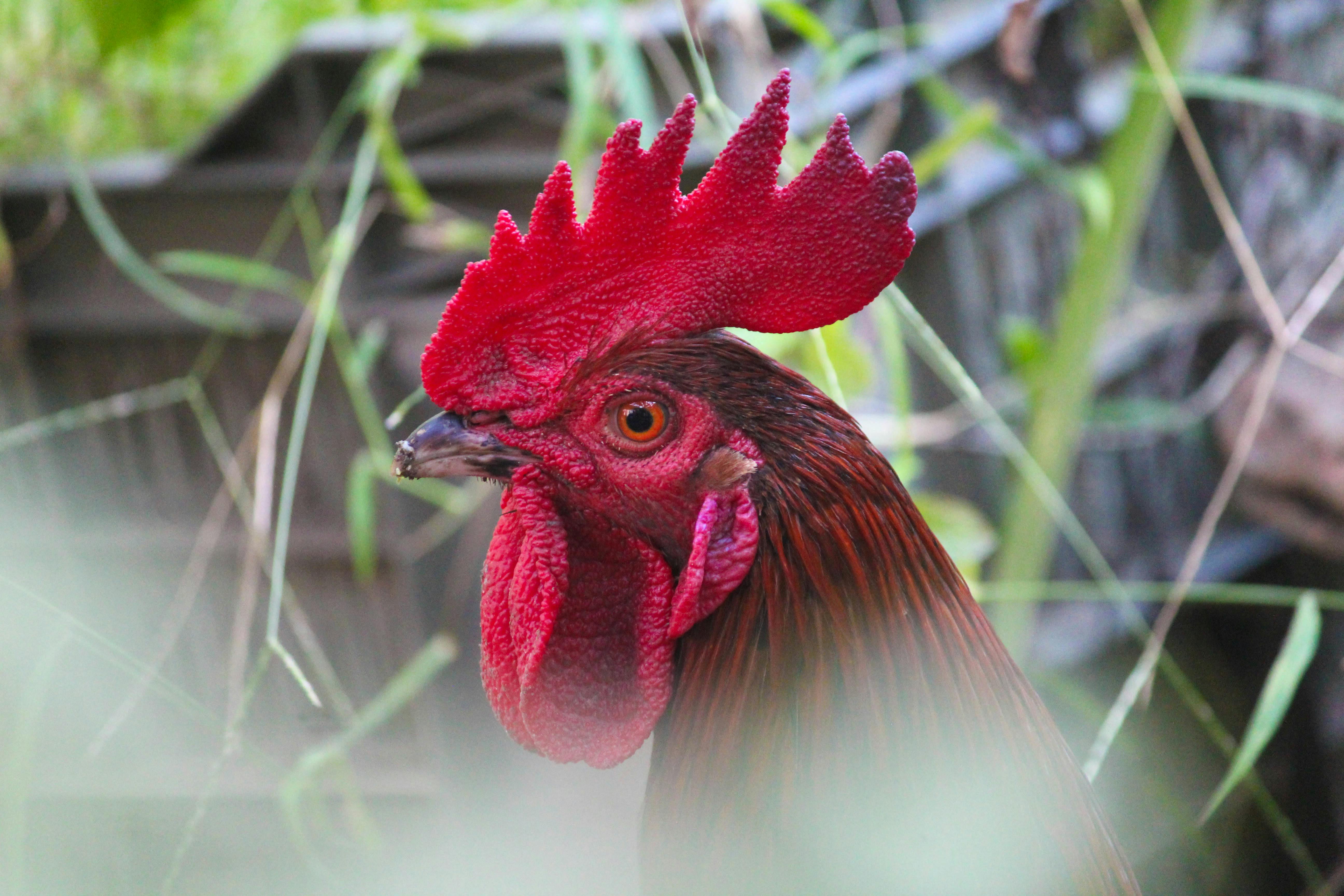 Red and Black Rooster on Green Grass · Free Stock Photo