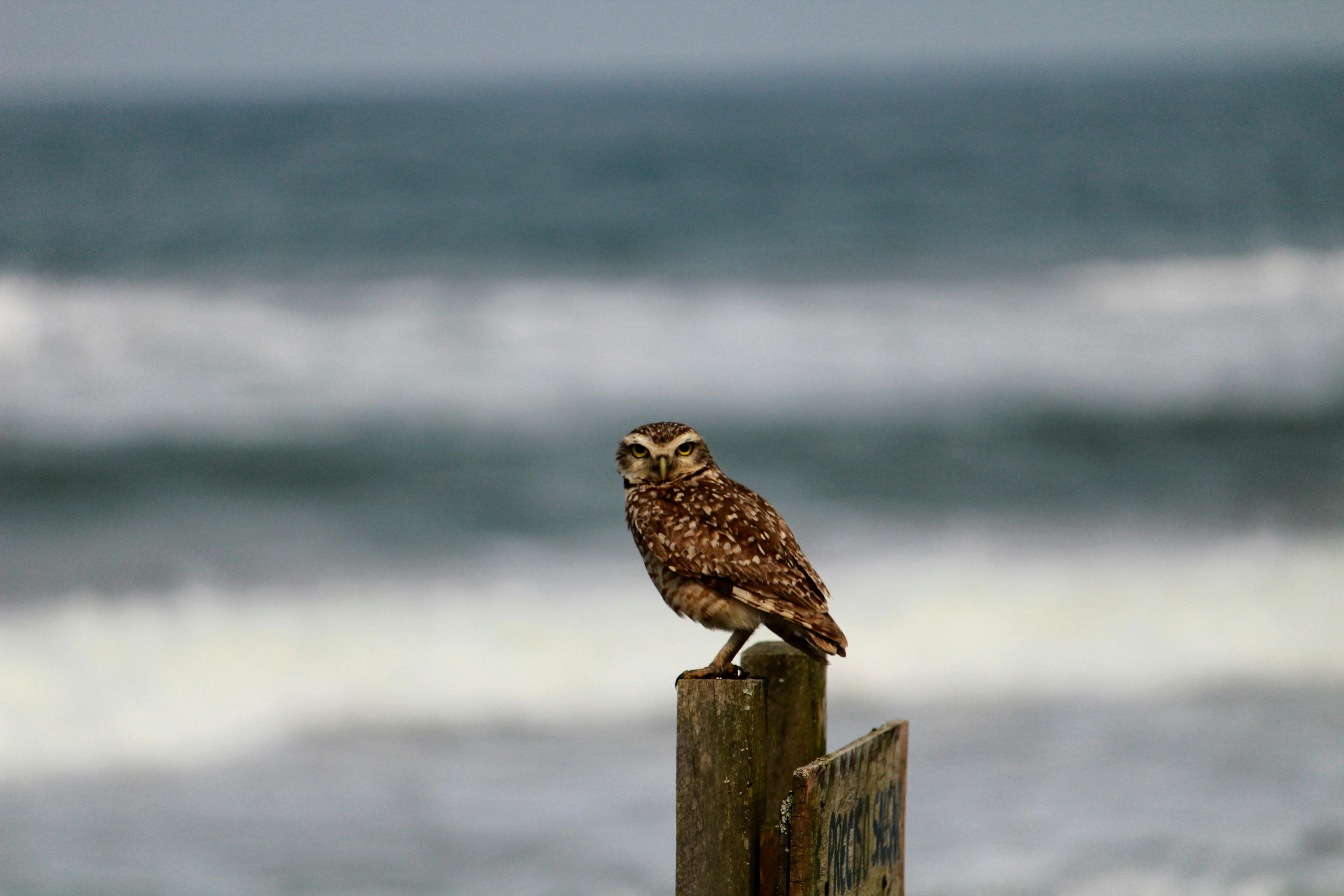 Owl Sea Photos, Download The BEST Free Owl Sea Stock Photos & HD Images