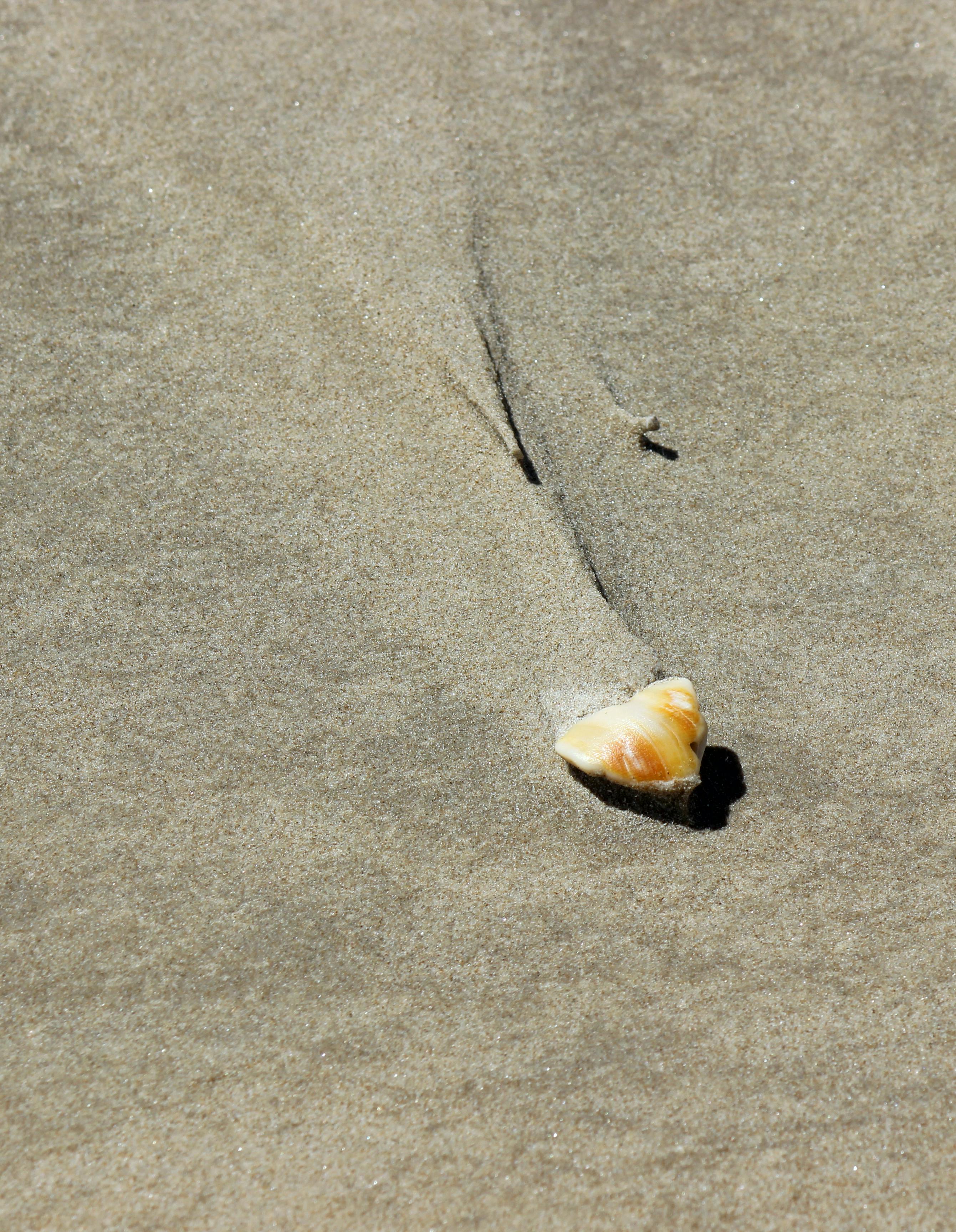 Sand Animal Photos, Download The BEST Free Sand Animal Stock Photos ...