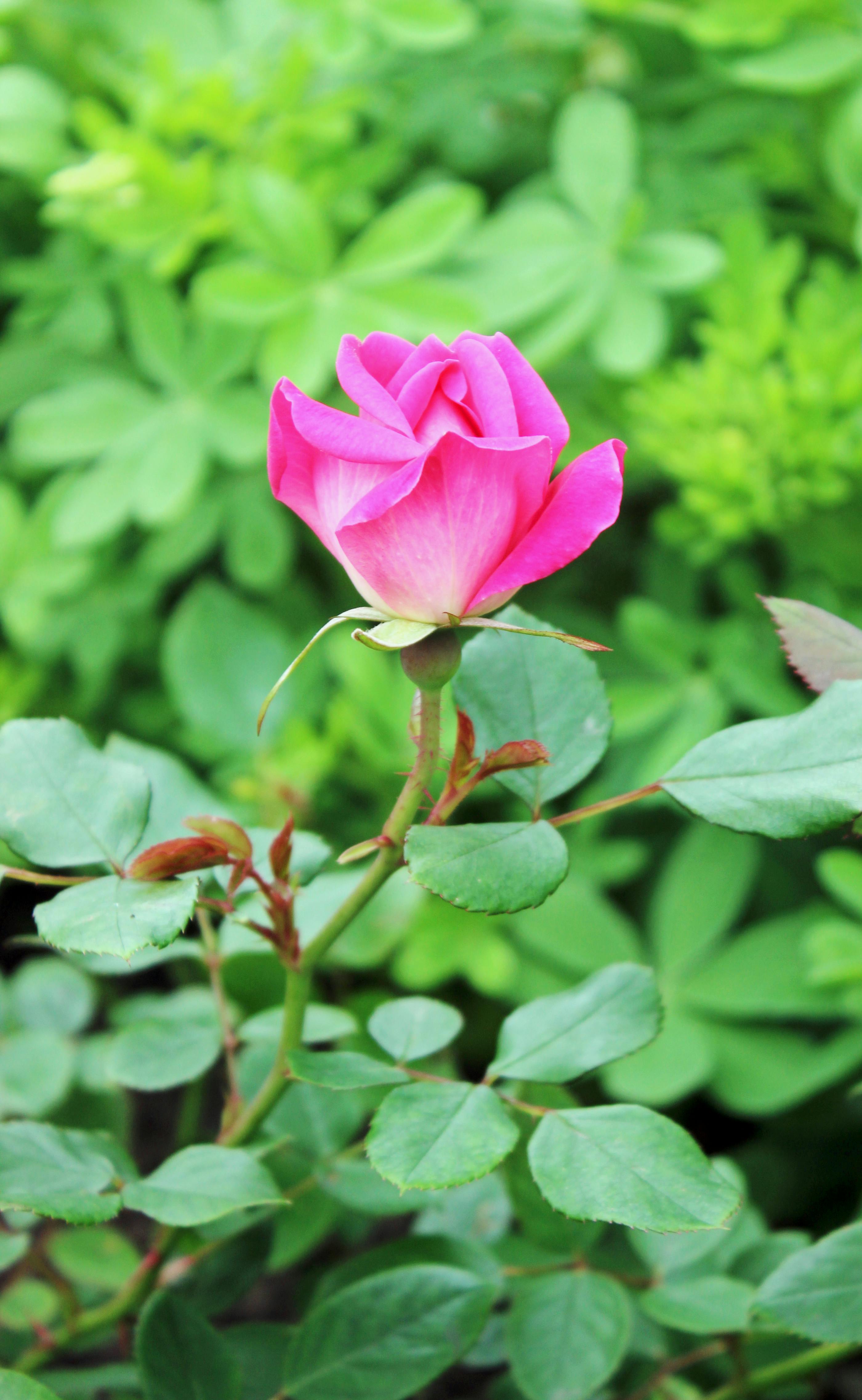 Pink Rose in Bloom · Free Stock Photo