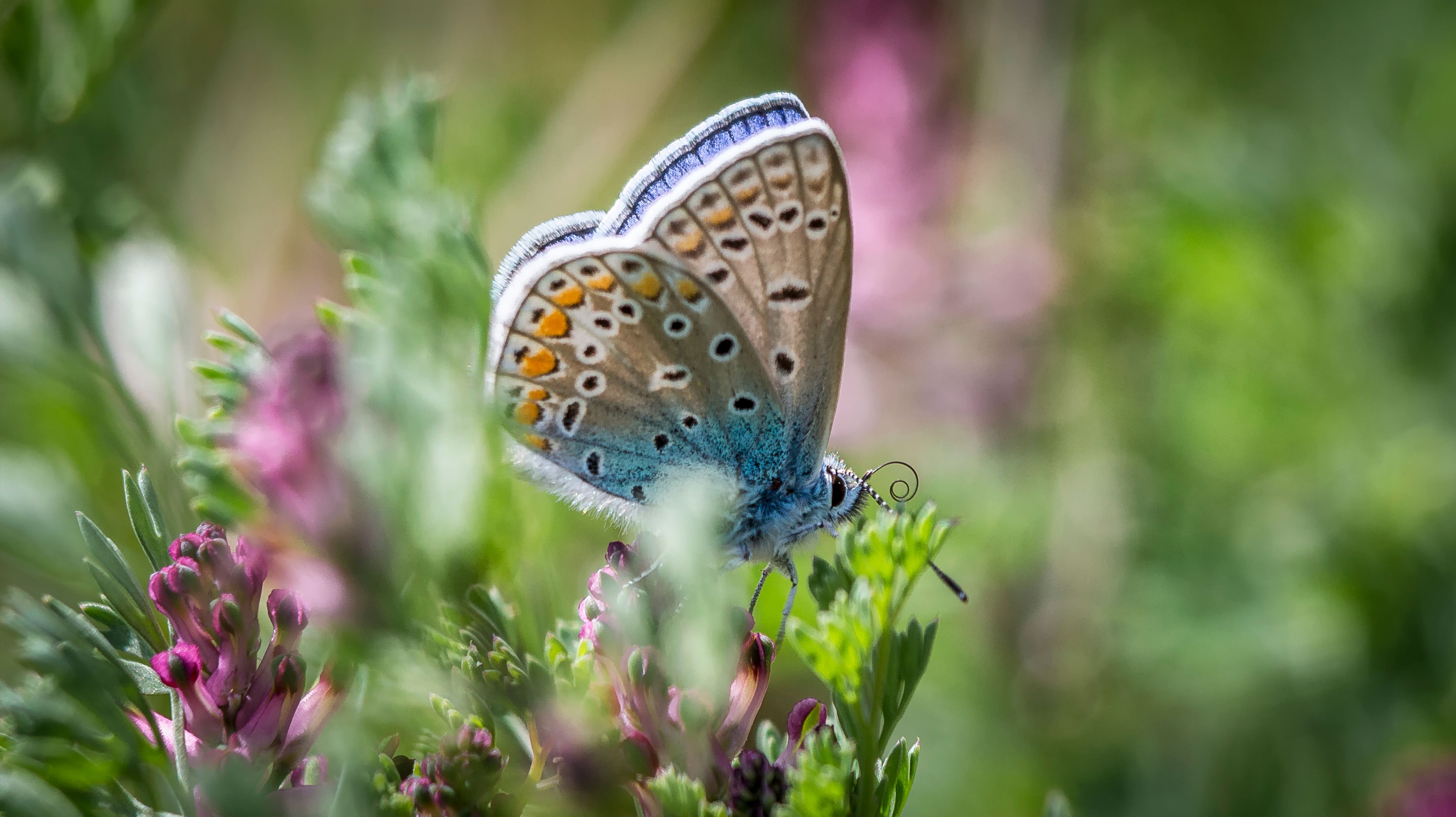 Blue And White Butterfly Perched On Green Leaf In Close Up Photography ...