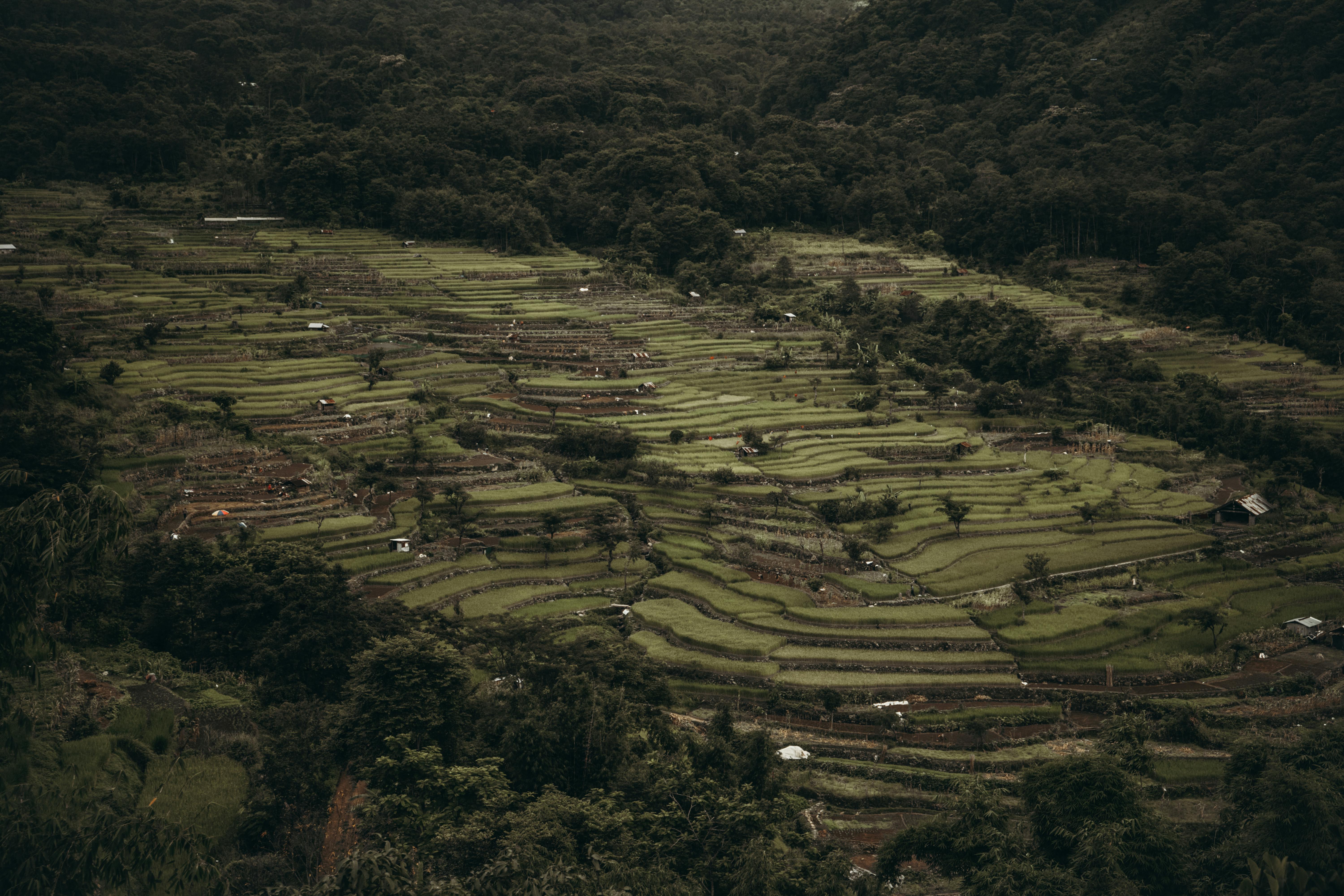 Aerial Photography of Rice Terraces · Free Stock Photo