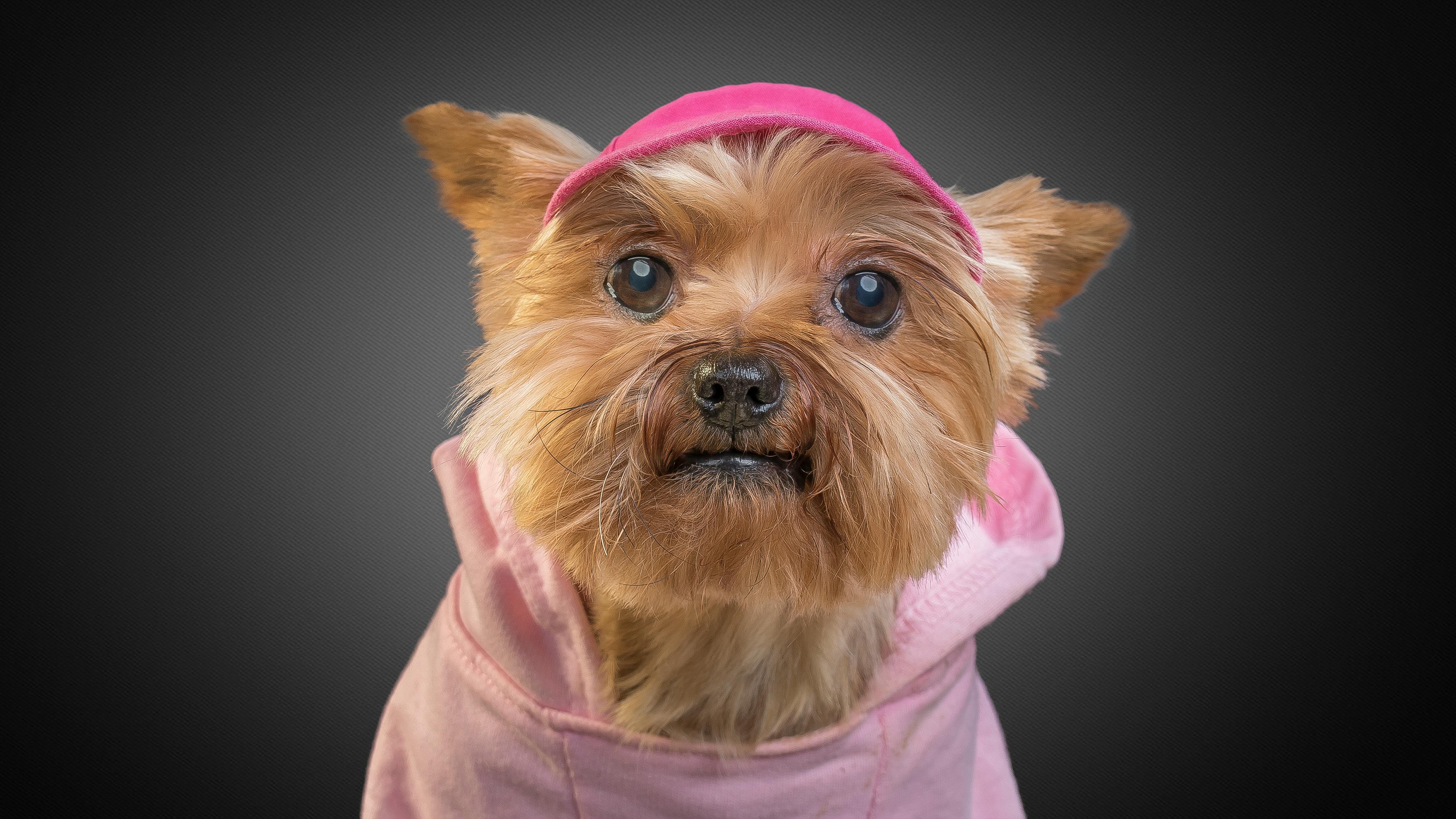 Cute Dog Wearing a Pink Hat · Free Stock Photo