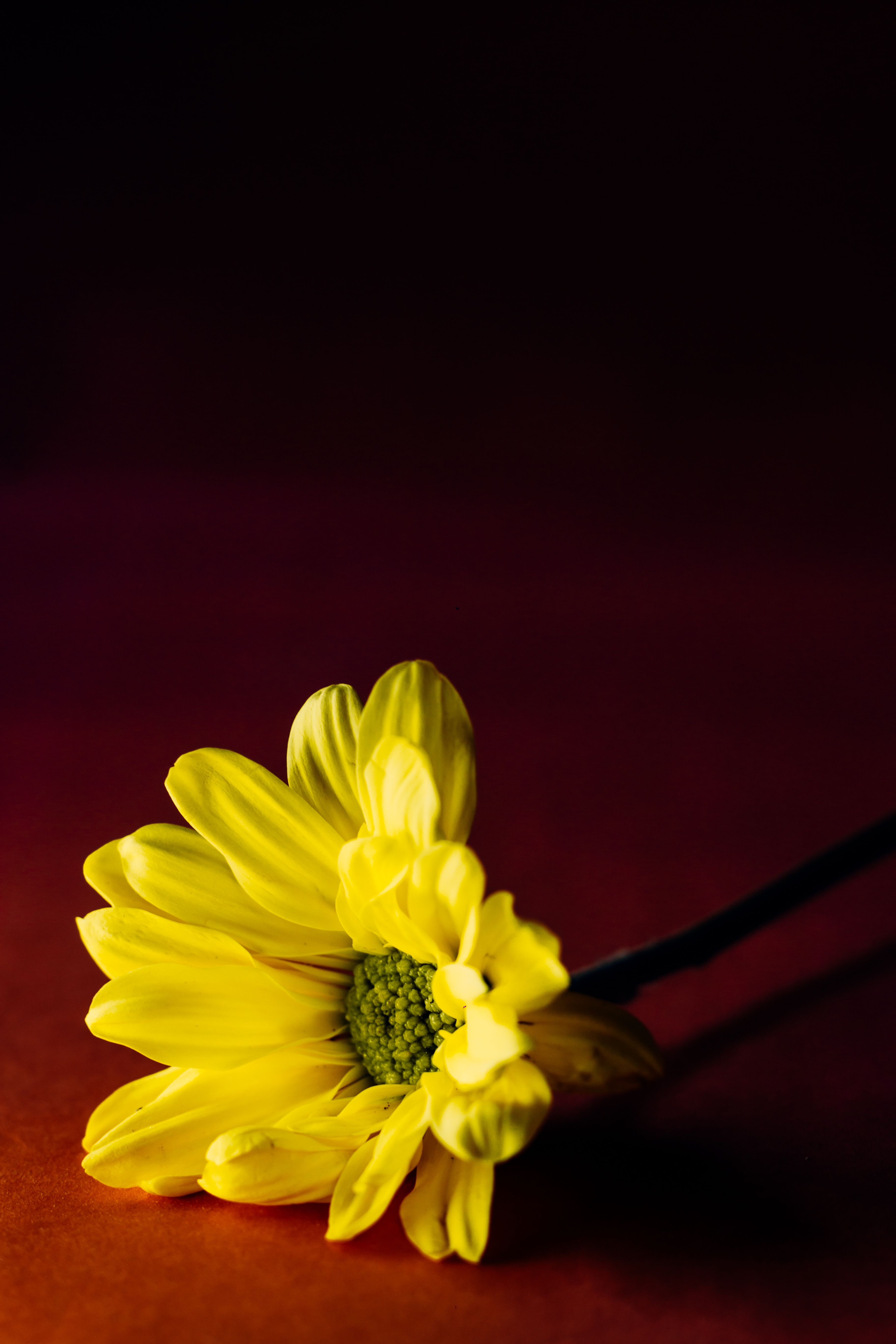 Yellow Flower On Red Surface · Free Stock Photo