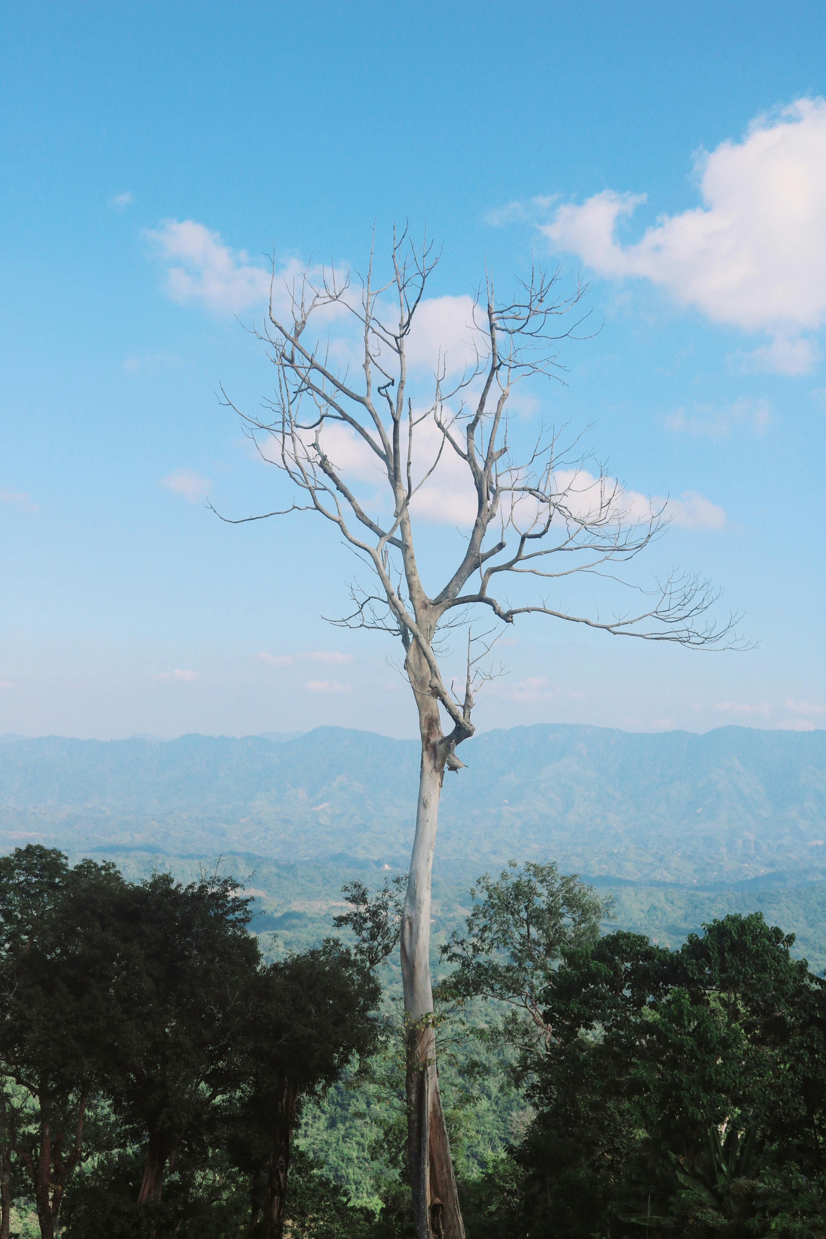 Photo of a Park with Leafless Trees · Free Stock Photo