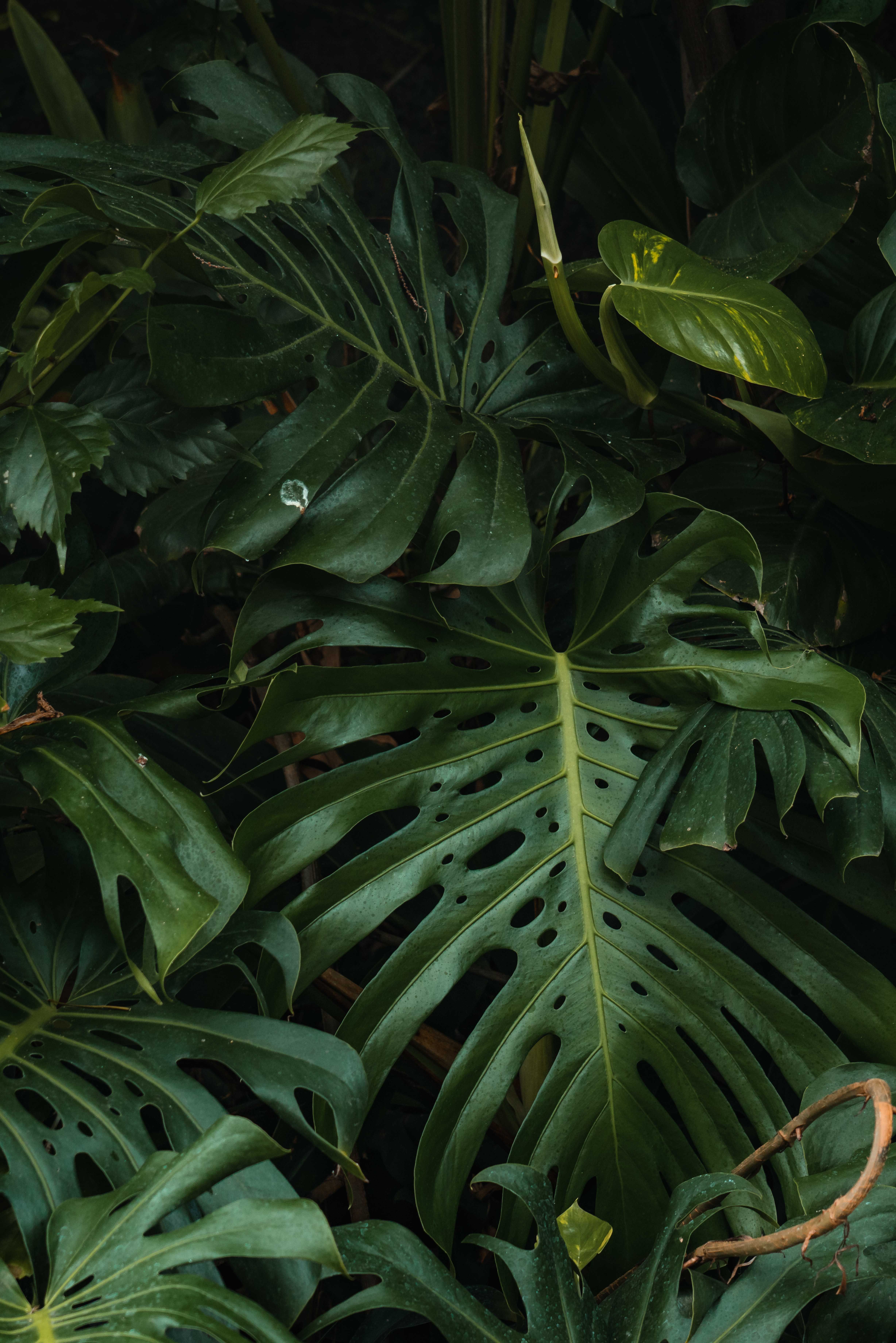 Close-Up Photo of Monstera Plant · Free Stock Photo