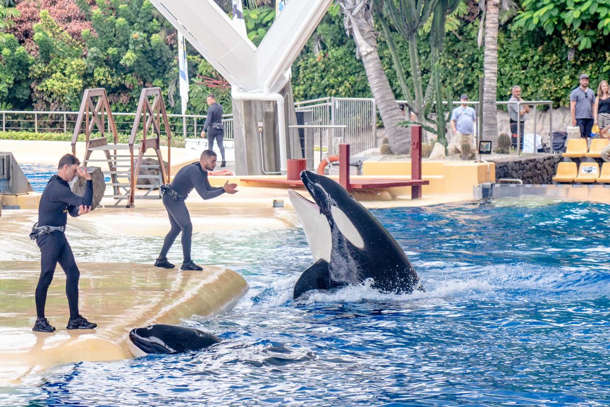 Orca Dorsal Fin Collapse: Captivity vs Wild Comparisons