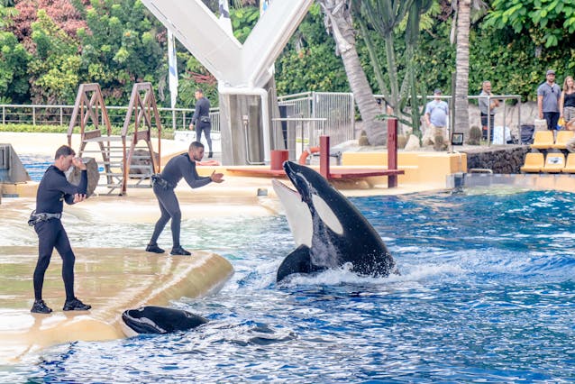 Springer Killer Whale: Survival and Conservation Journey