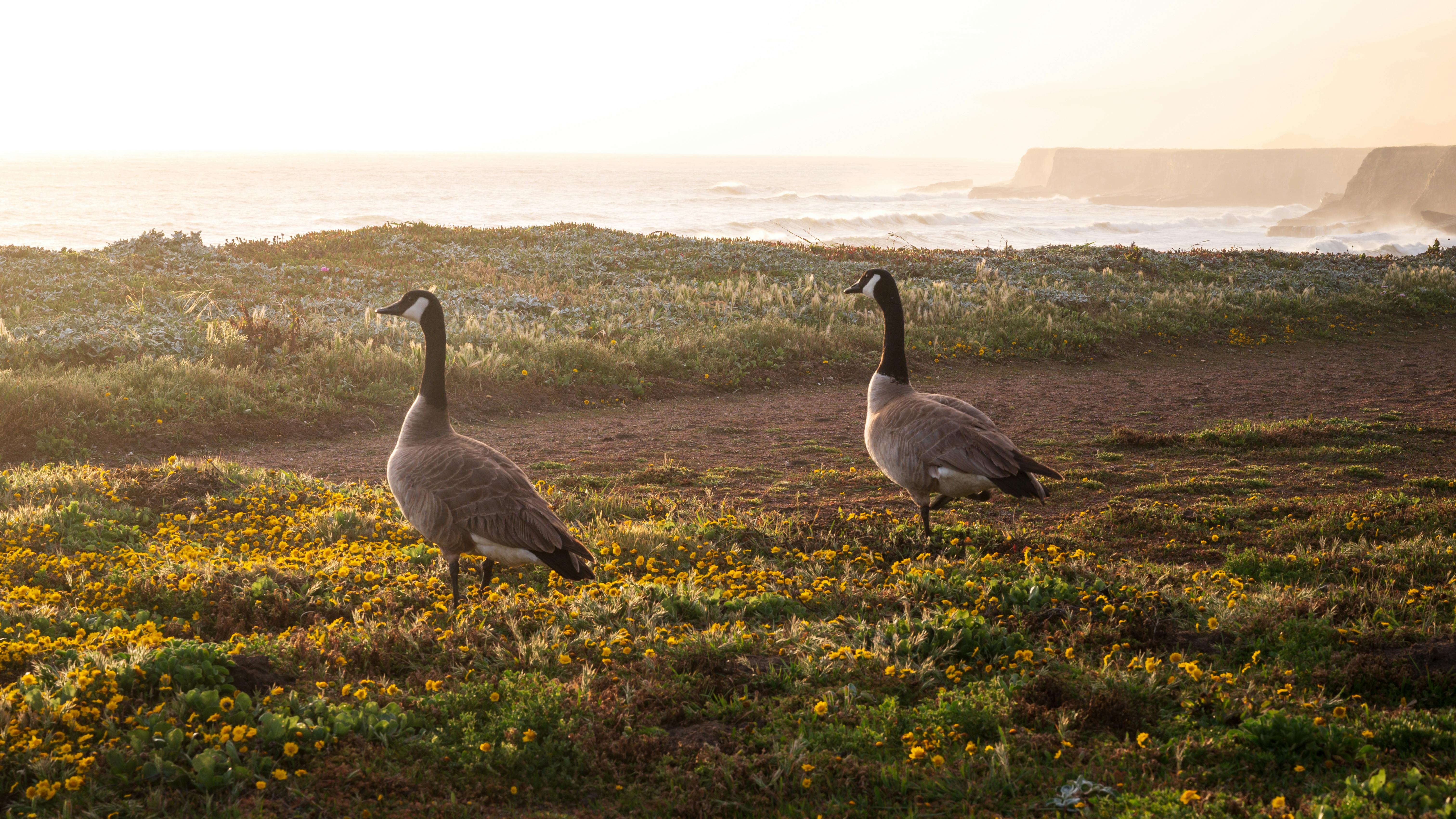 Two Geese on the Grass · Free Stock Photo