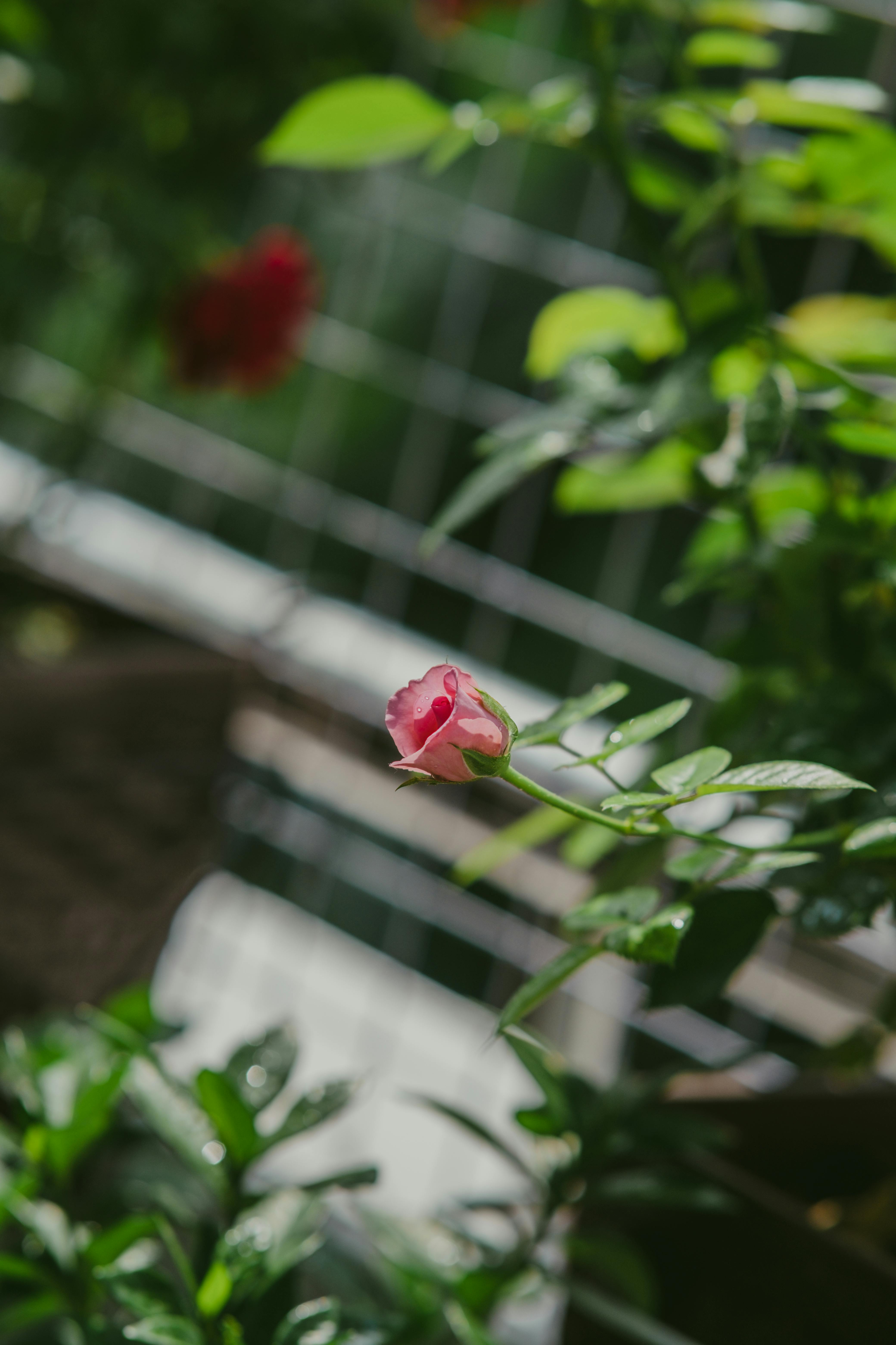 Red Rose Bud Blooming · Free Stock Photo