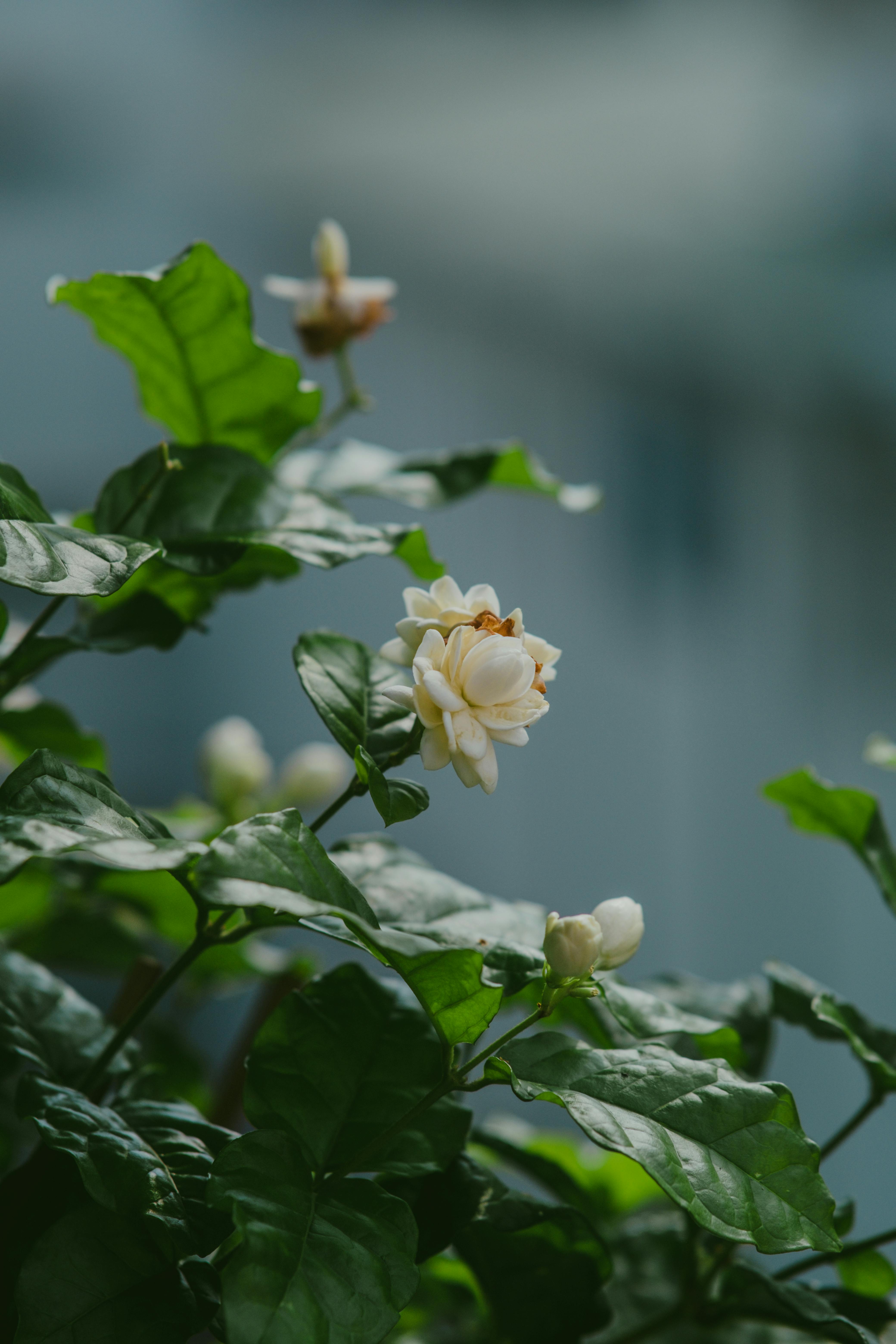 300.000+ Foto Wallpaper Bunga Melati Terbaik · Unduh Gratis 100% · Foto ...