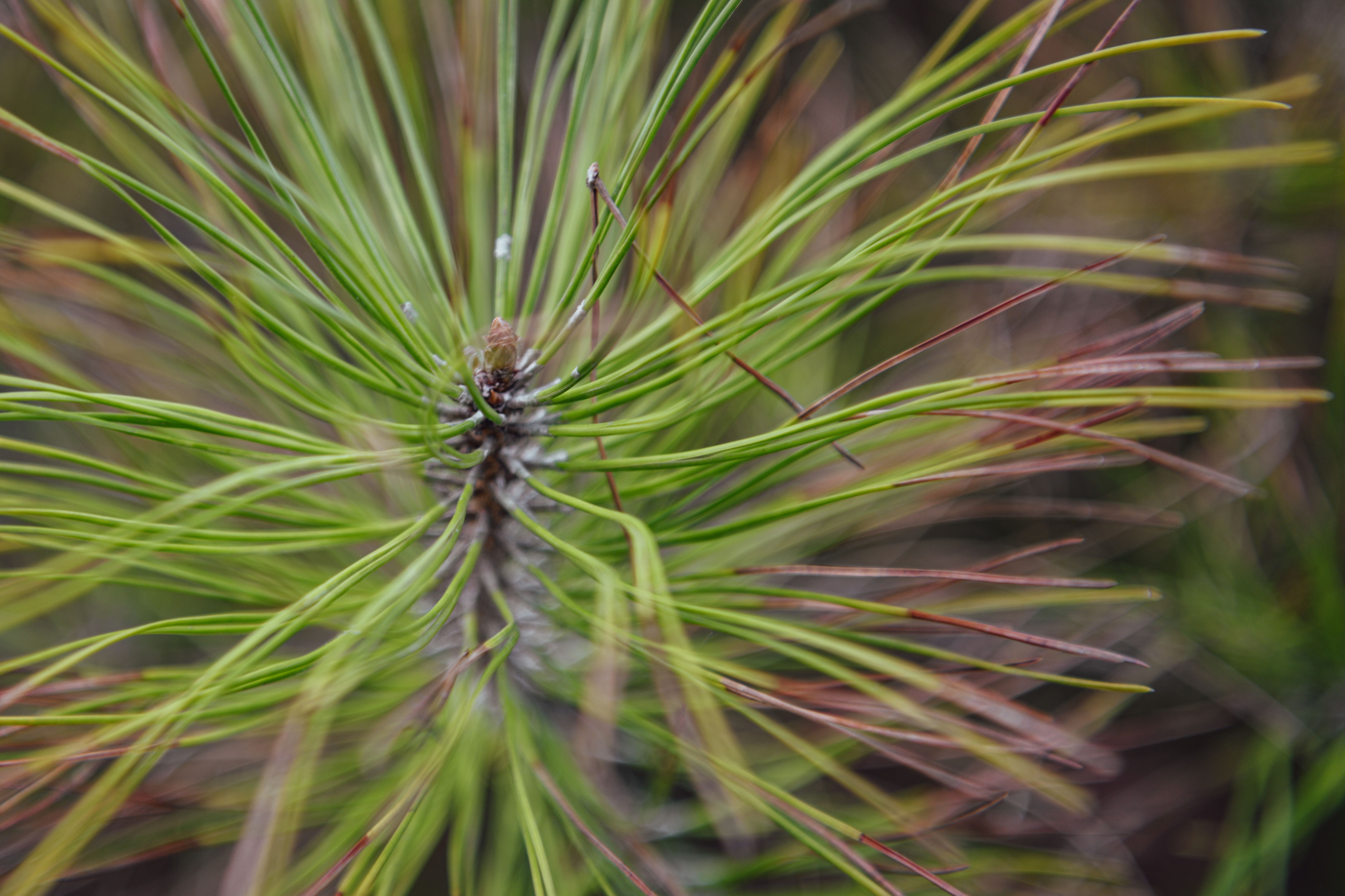 Pohon Pinus Photos, Download The BEST Free Pohon Pinus Stock Photos ...