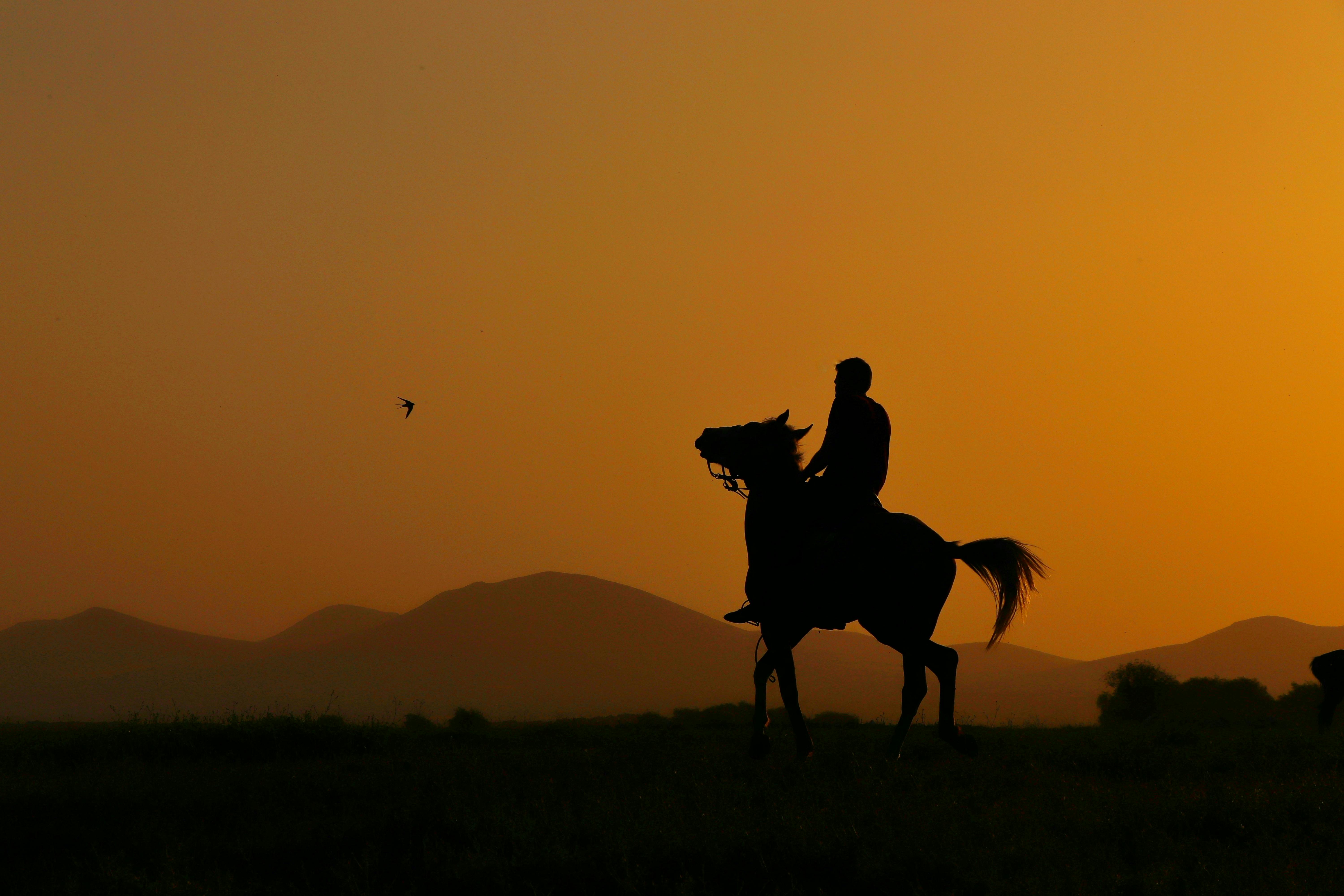Silhouette of Person Riding Horse in Field on Sunset · Free Stock Photo