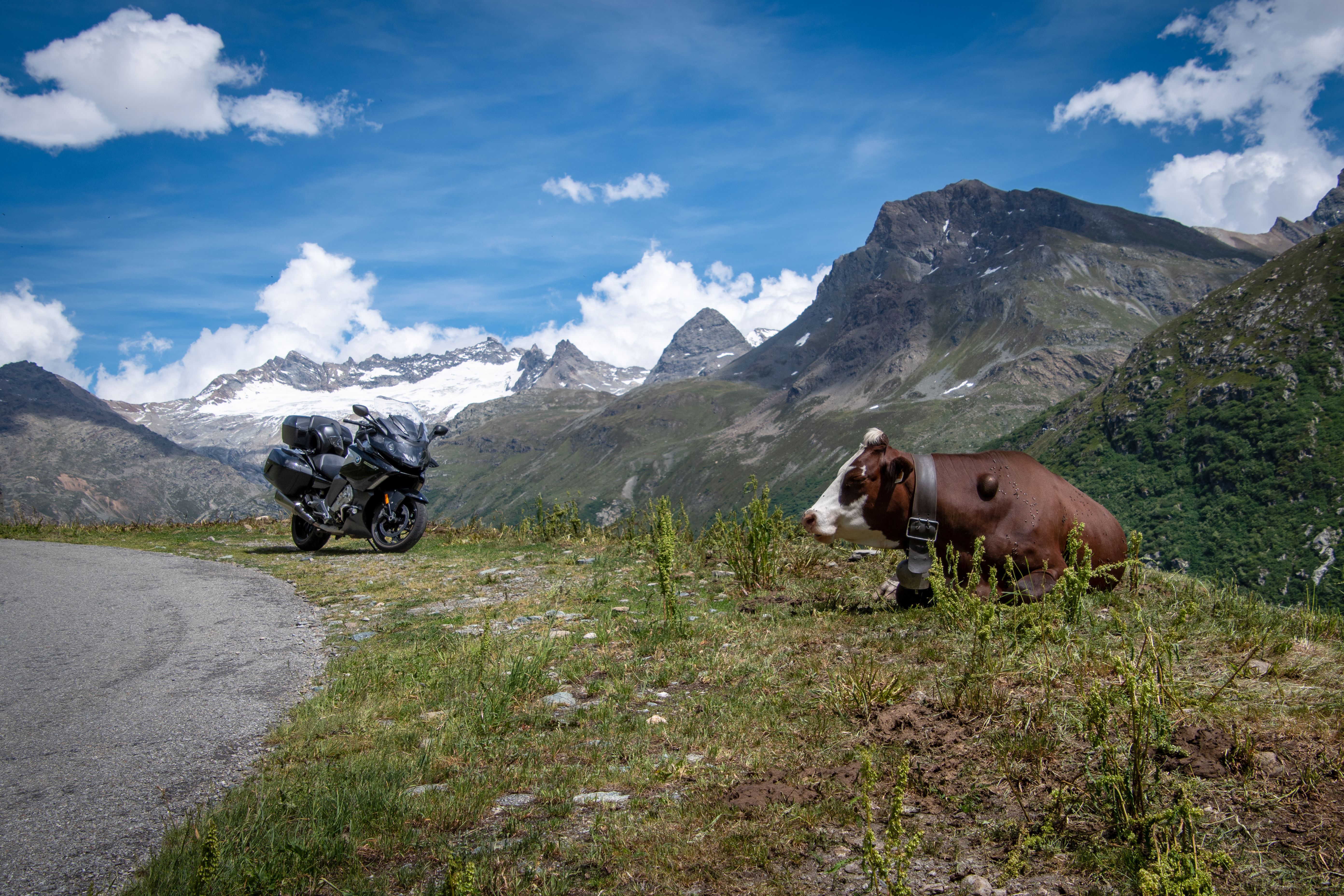 Cow Resting on the Ground near a Parked Motorcycle · Free Stock Photo