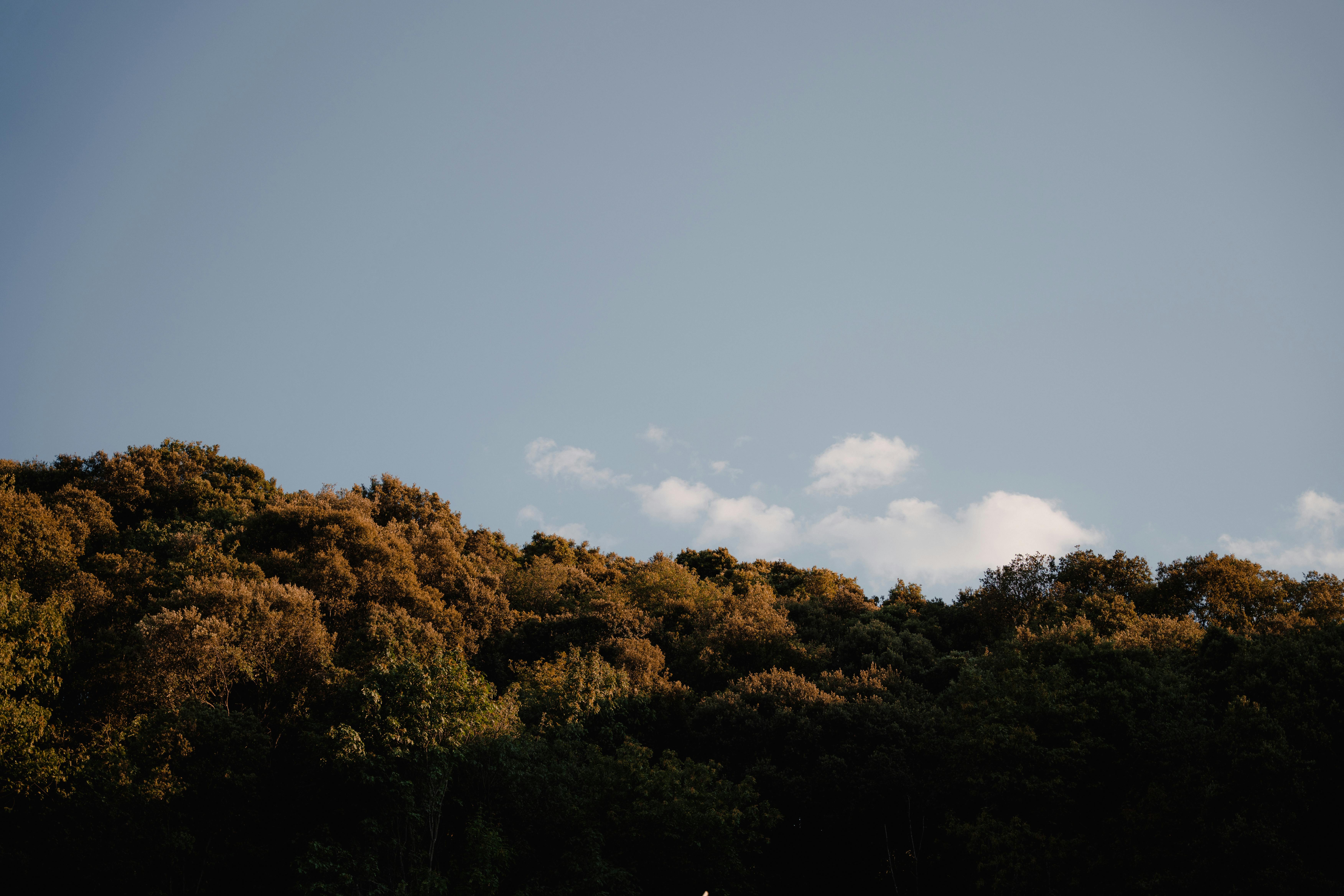 Blue Sky over Trees · Free Stock Photo