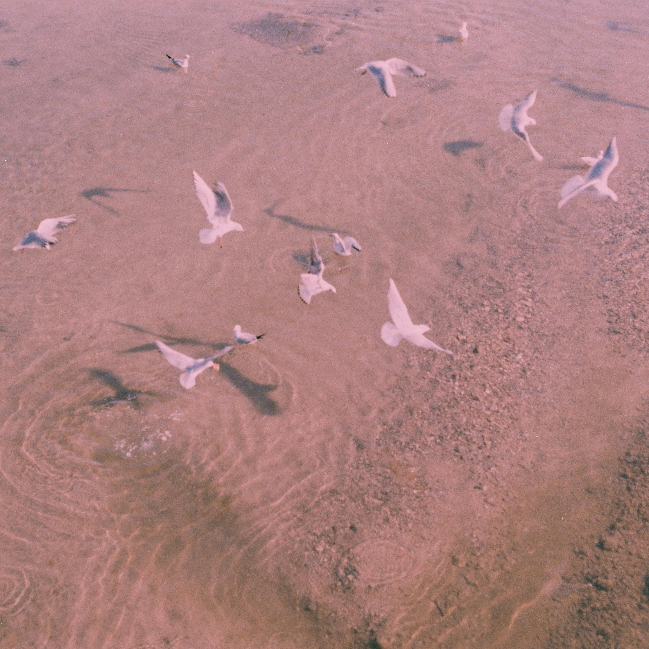 Birds Flying above Water · Free Stock Photo