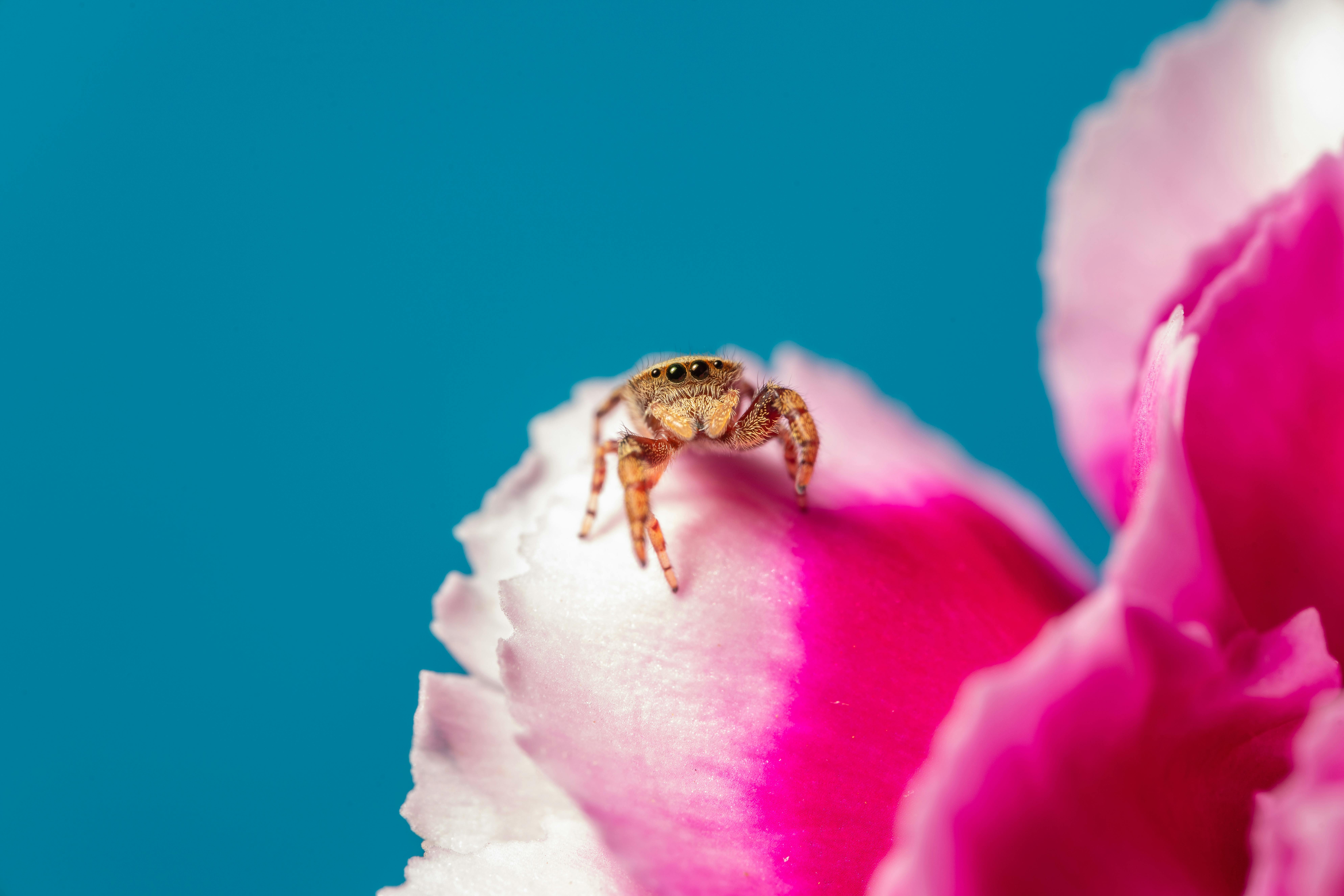 Close-Up Shot of a Spider on a Flower · Free Stock Photo