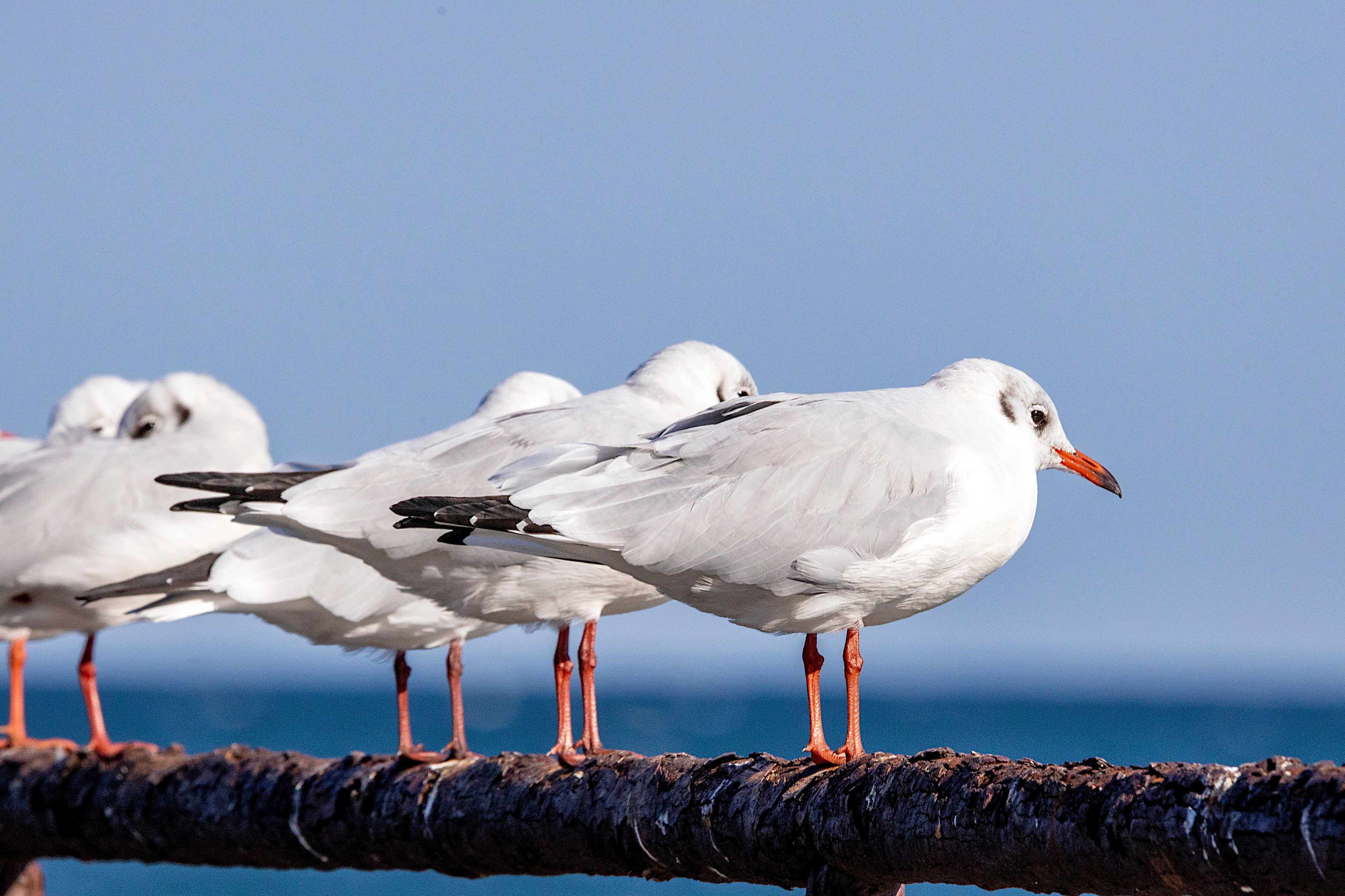 Close-Up Shot of a Seagulls · Free Stock Photo