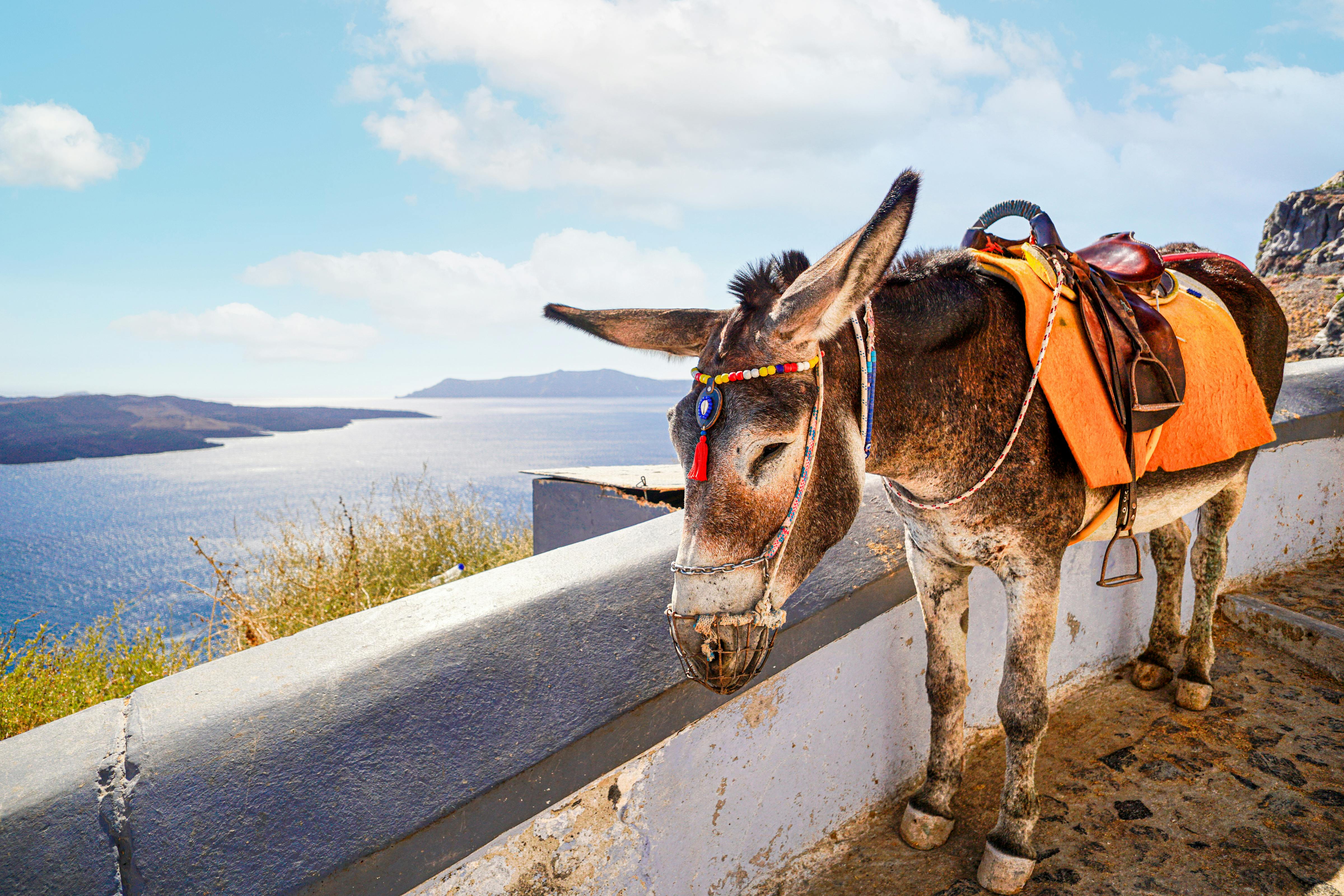 A Donkey Standing Behind Big Rocks · Free Stock Photo