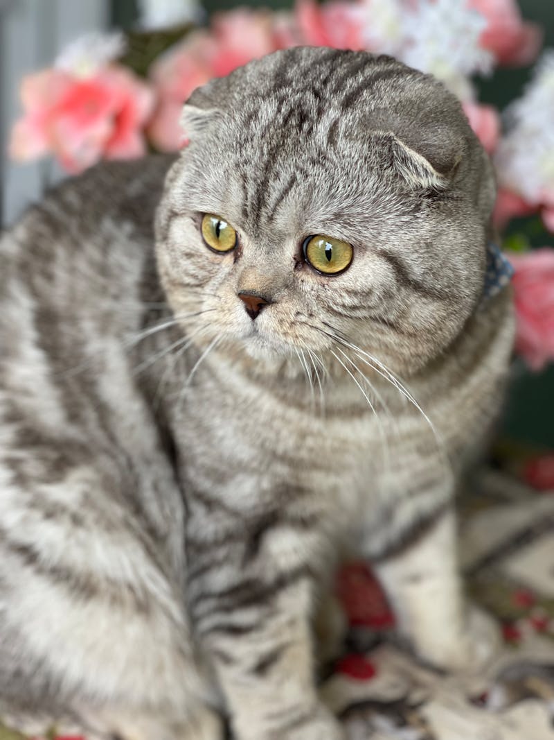 Foldex Photos, Download The BEST Free Foldex Stock Photos & HD Images