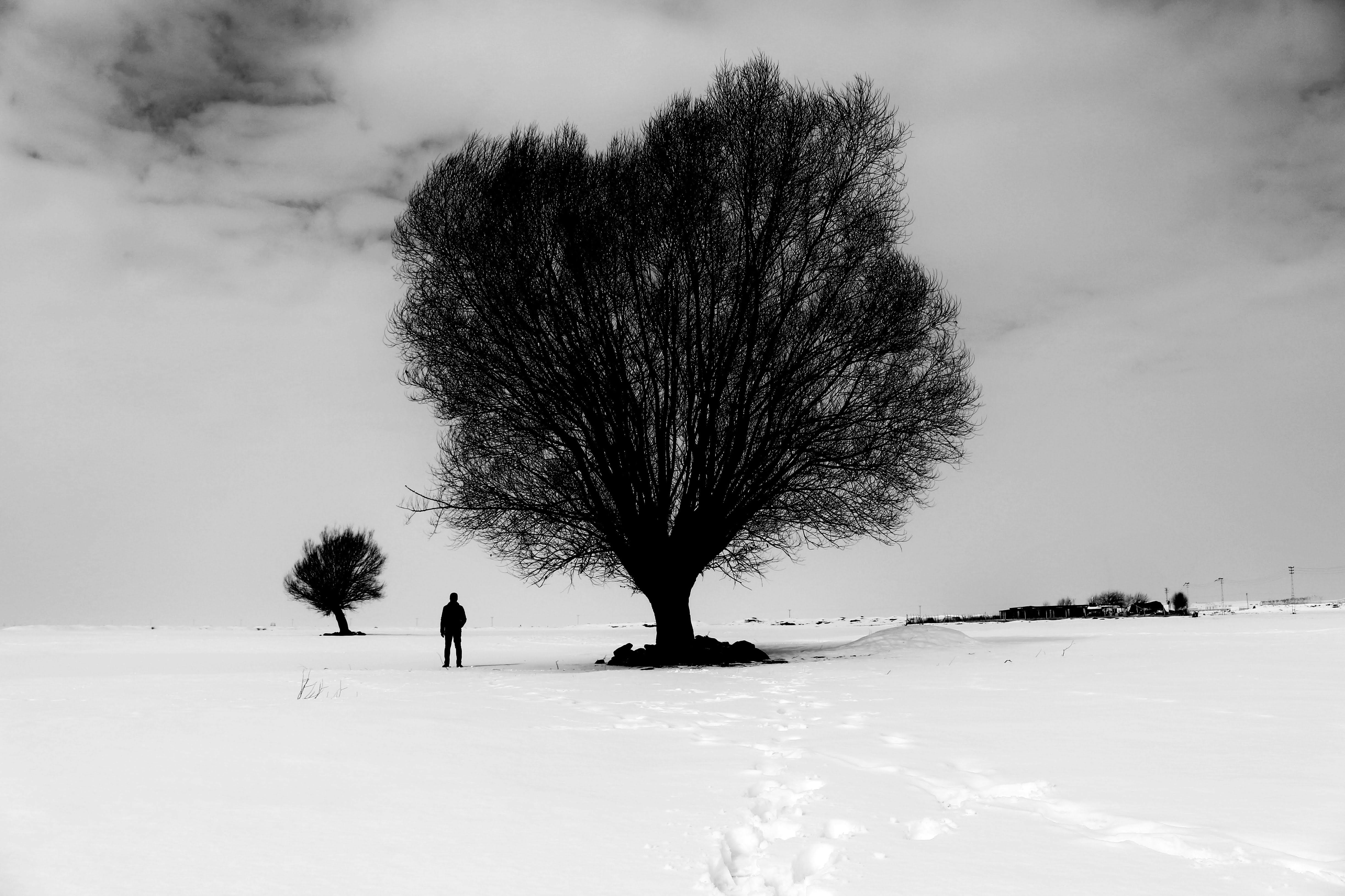 Person Standing beside a Leafless Tree · Free Stock Photo