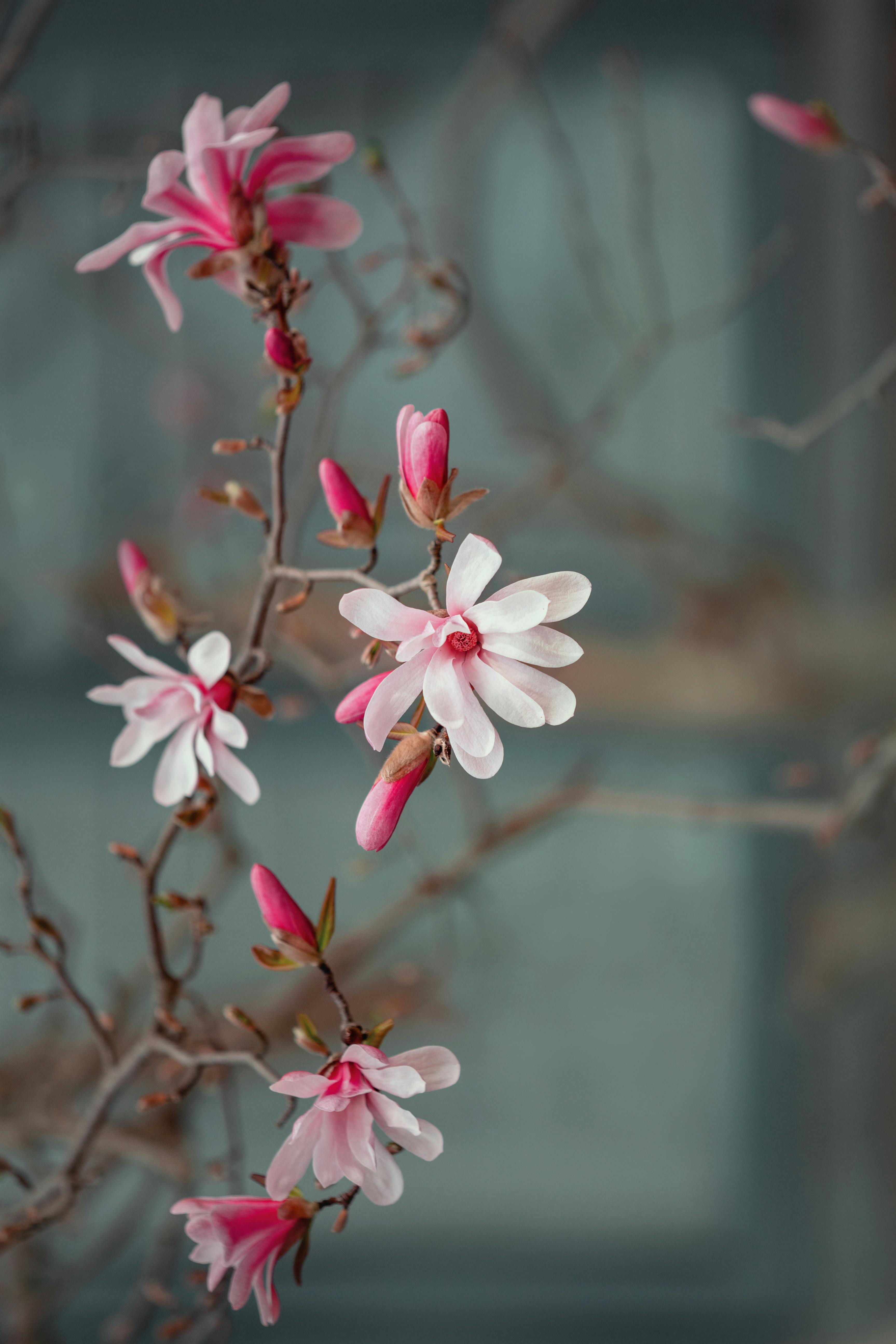 Close-up of Flowers · Free Stock Photo