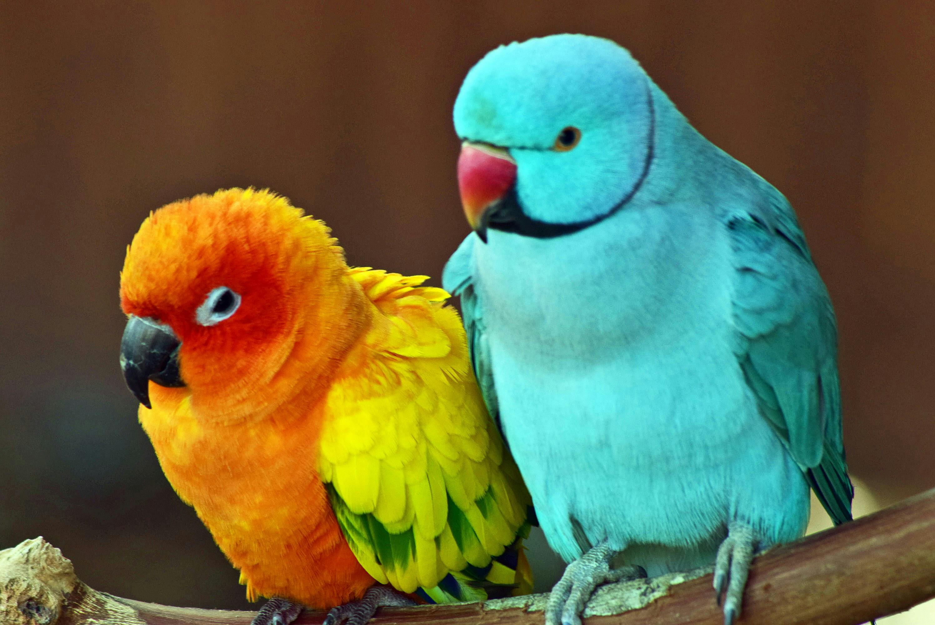 Free stock photo of parrots