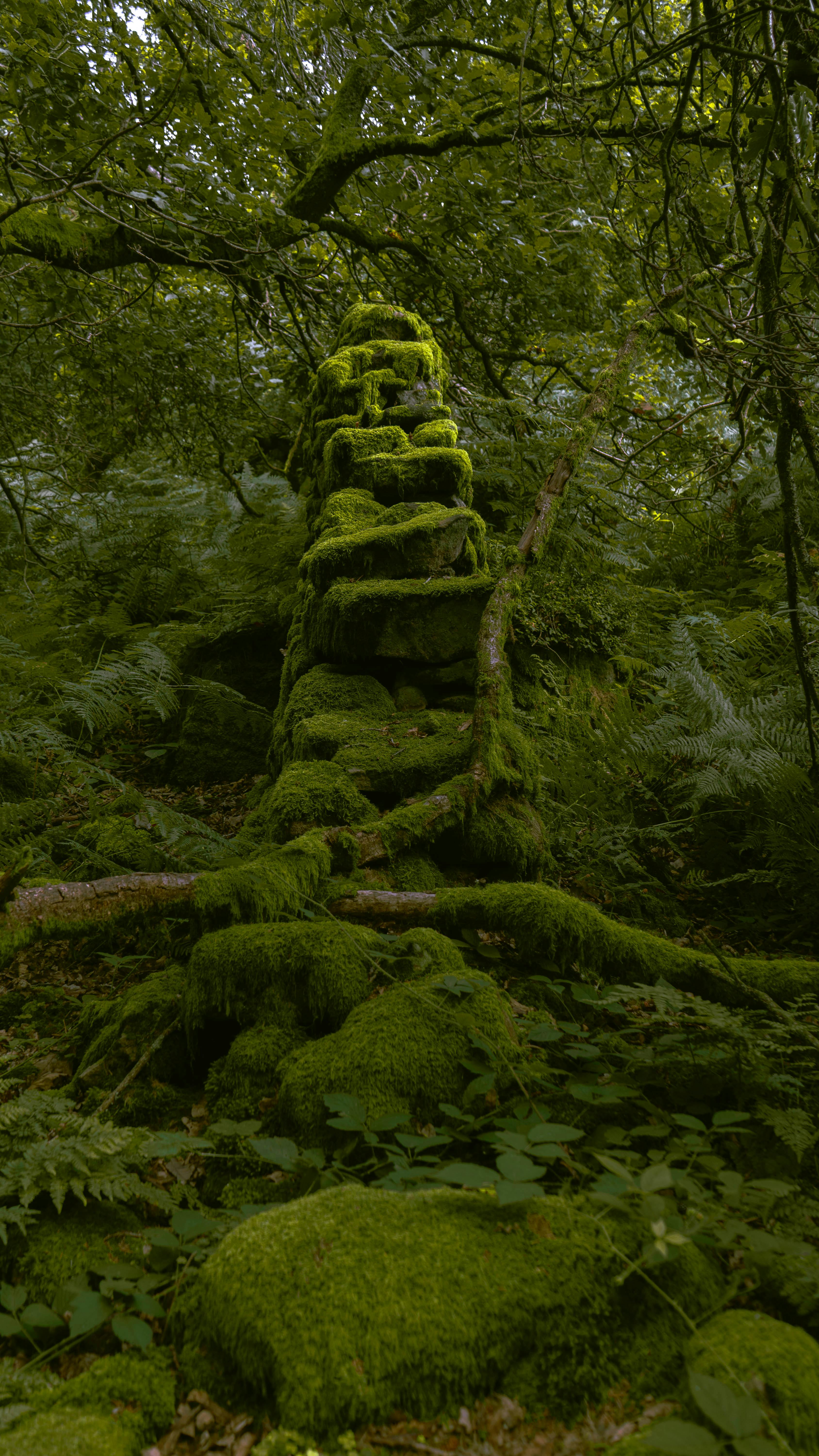 Mossy Rocks in a Forest · Free Stock Photo