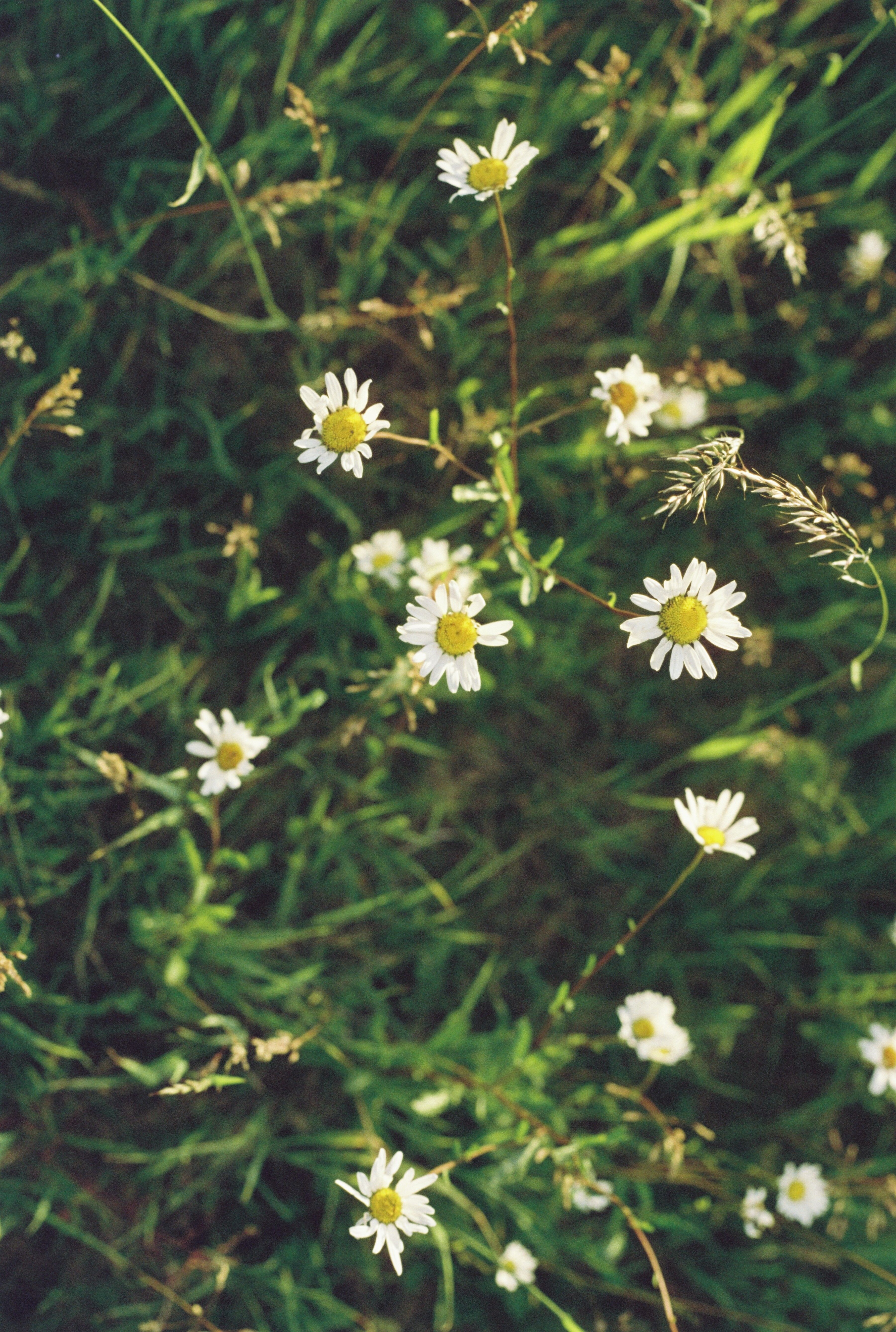 Chamomile Flowers in Close-up Photography · Free Stock Photo