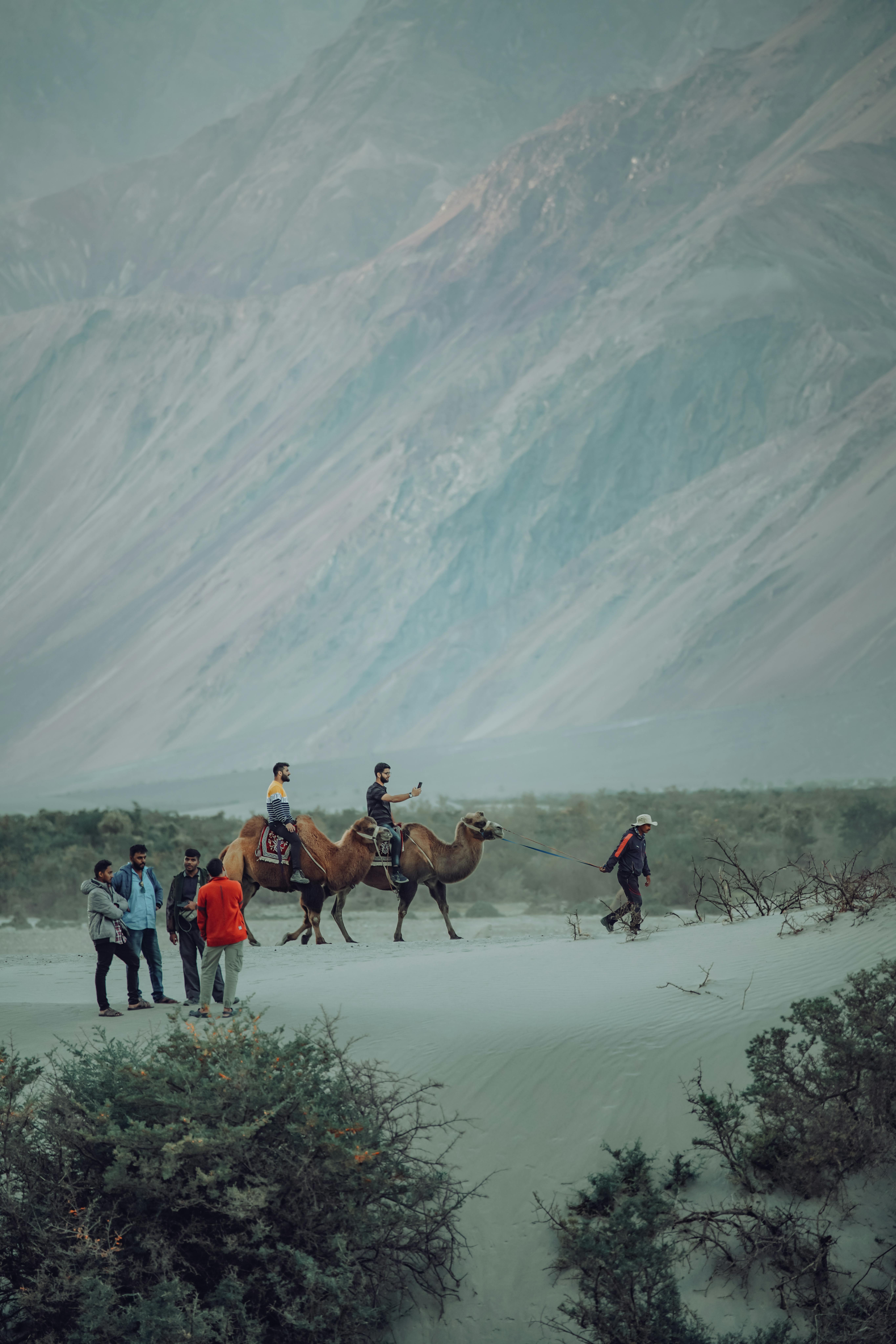 People Riding Camel on Desert · Free Stock Photo