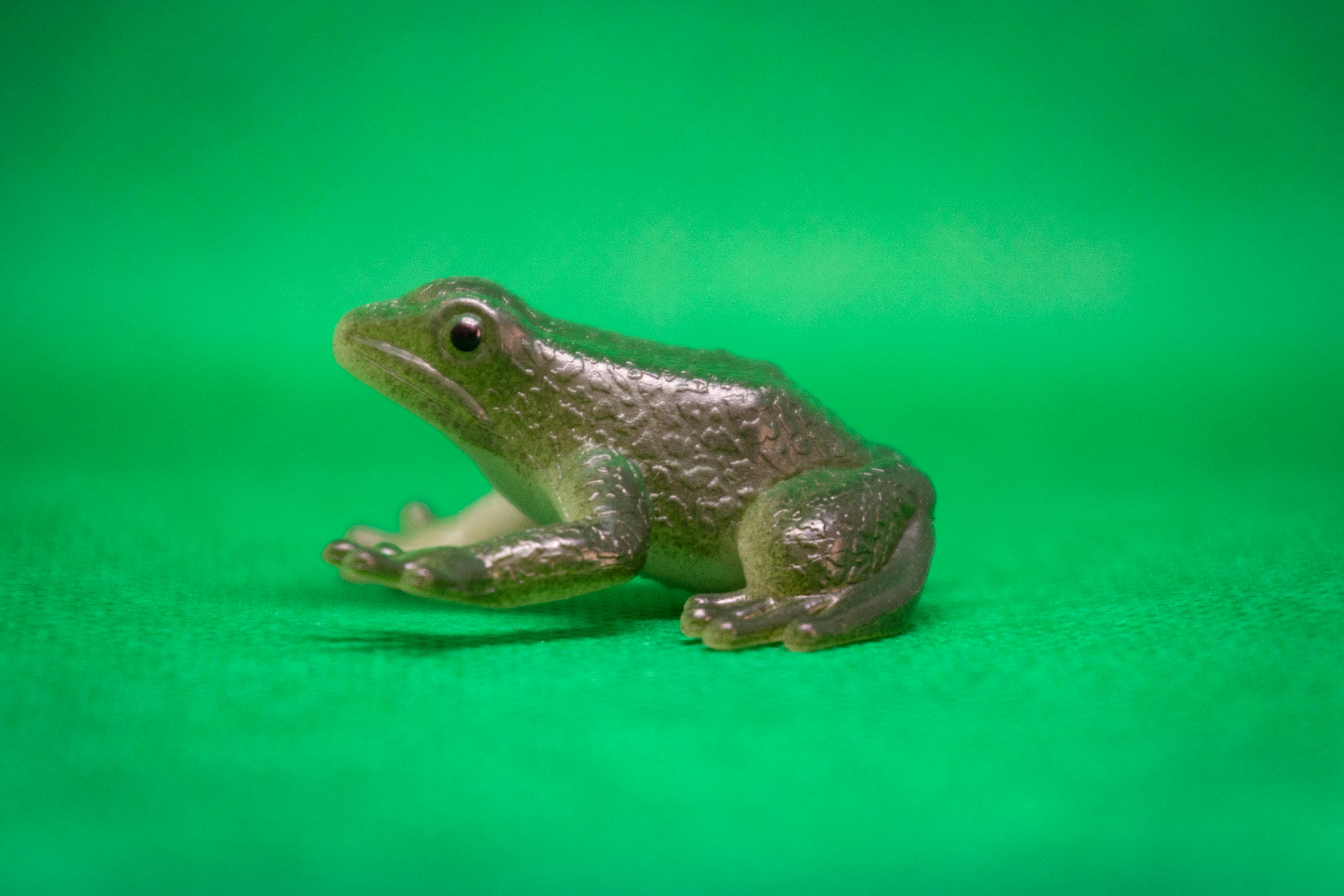 Free stock photo of amphibians, animals, frogs