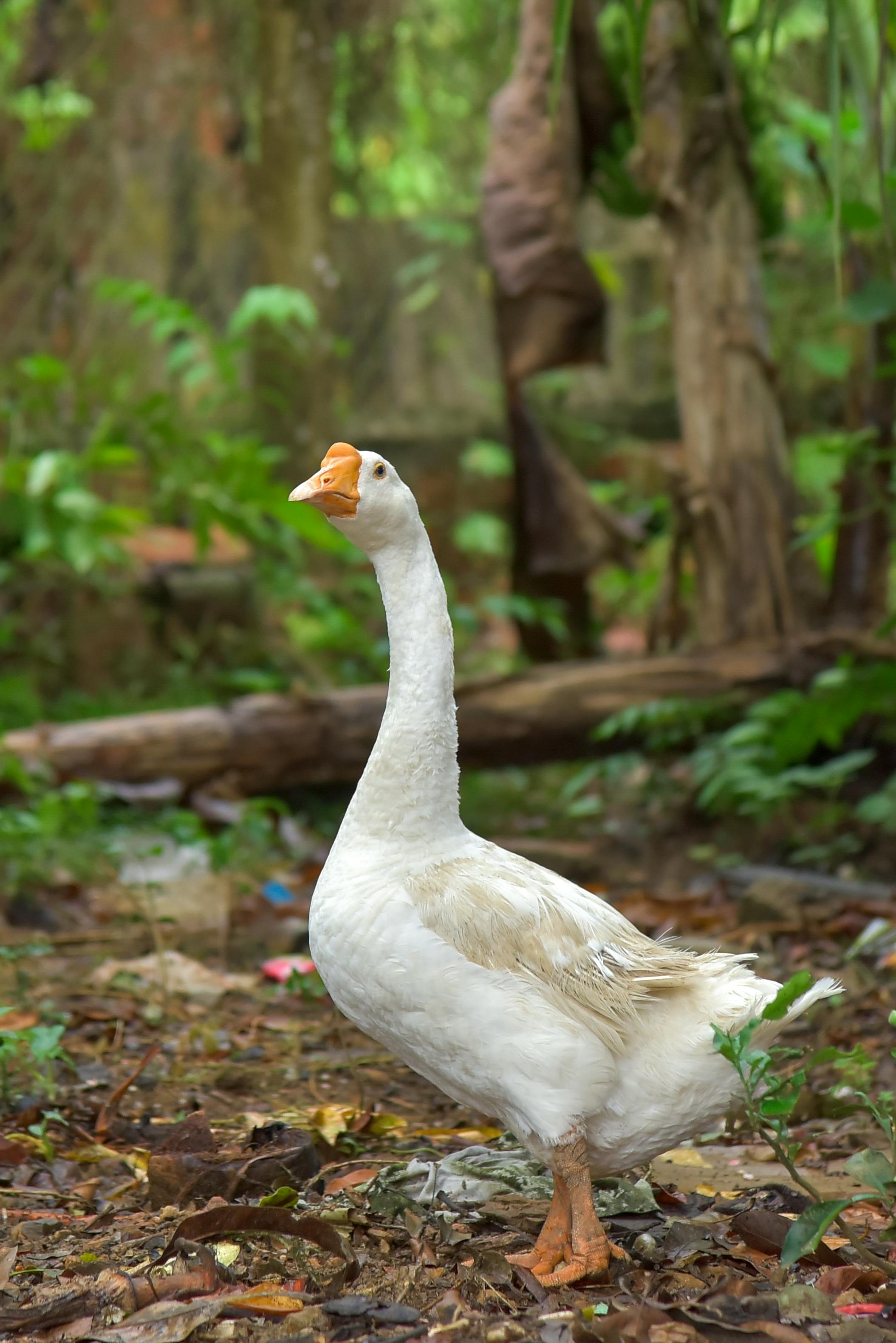 Goose in Close Up Photography · Free Stock Photo