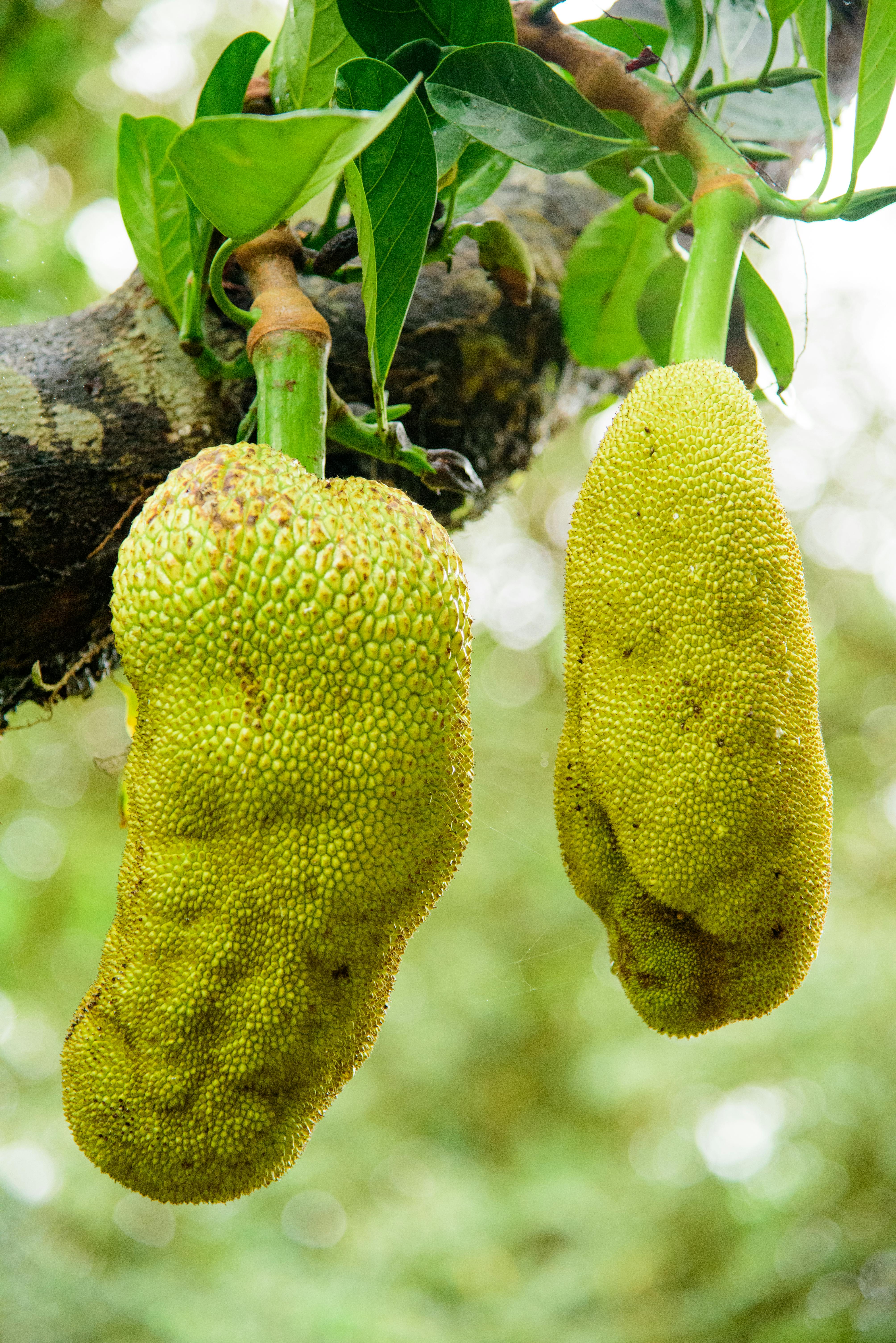 Cempedak Tree Fruits · Free Stock Photo