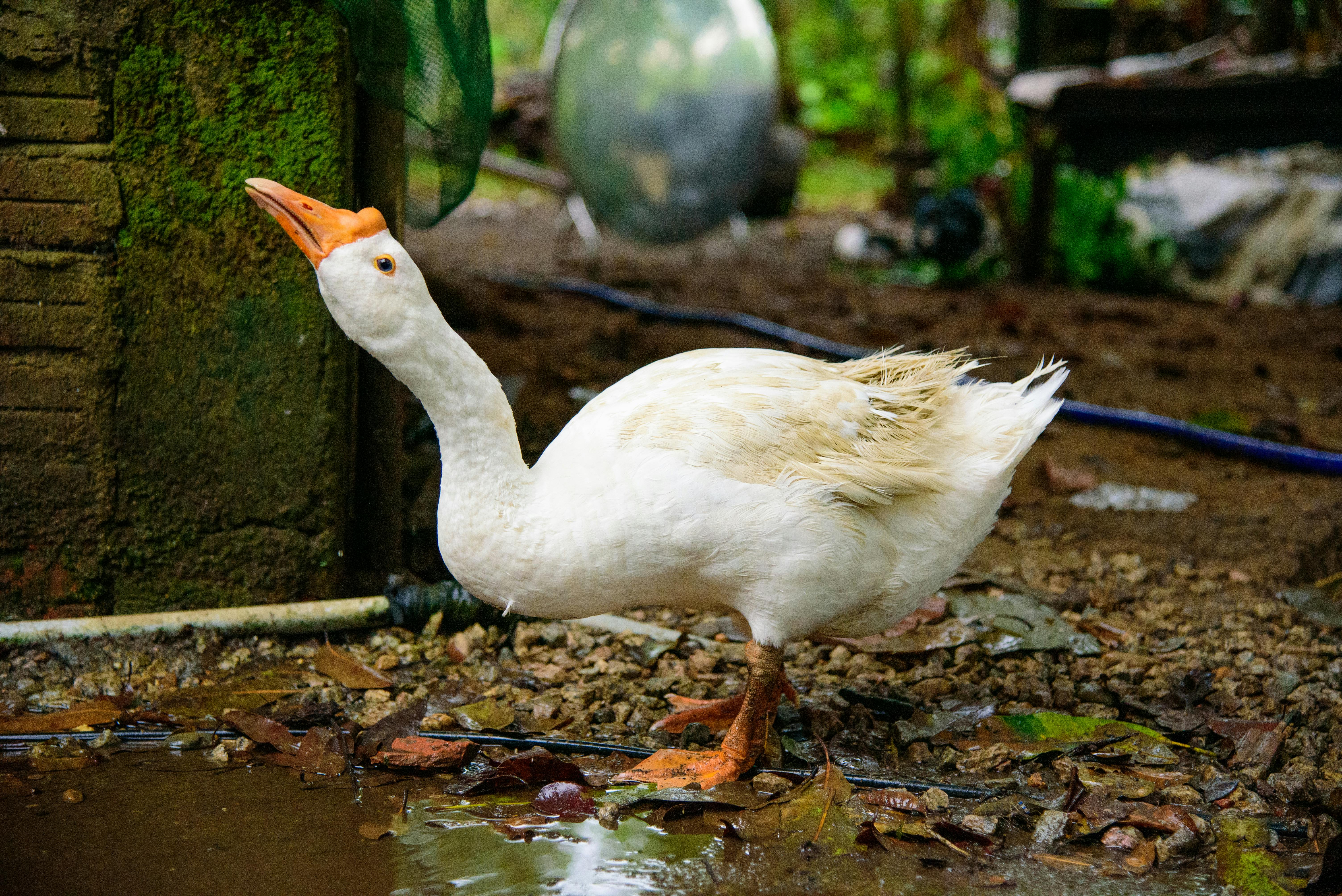 Photo of a Goose · Free Stock Photo
