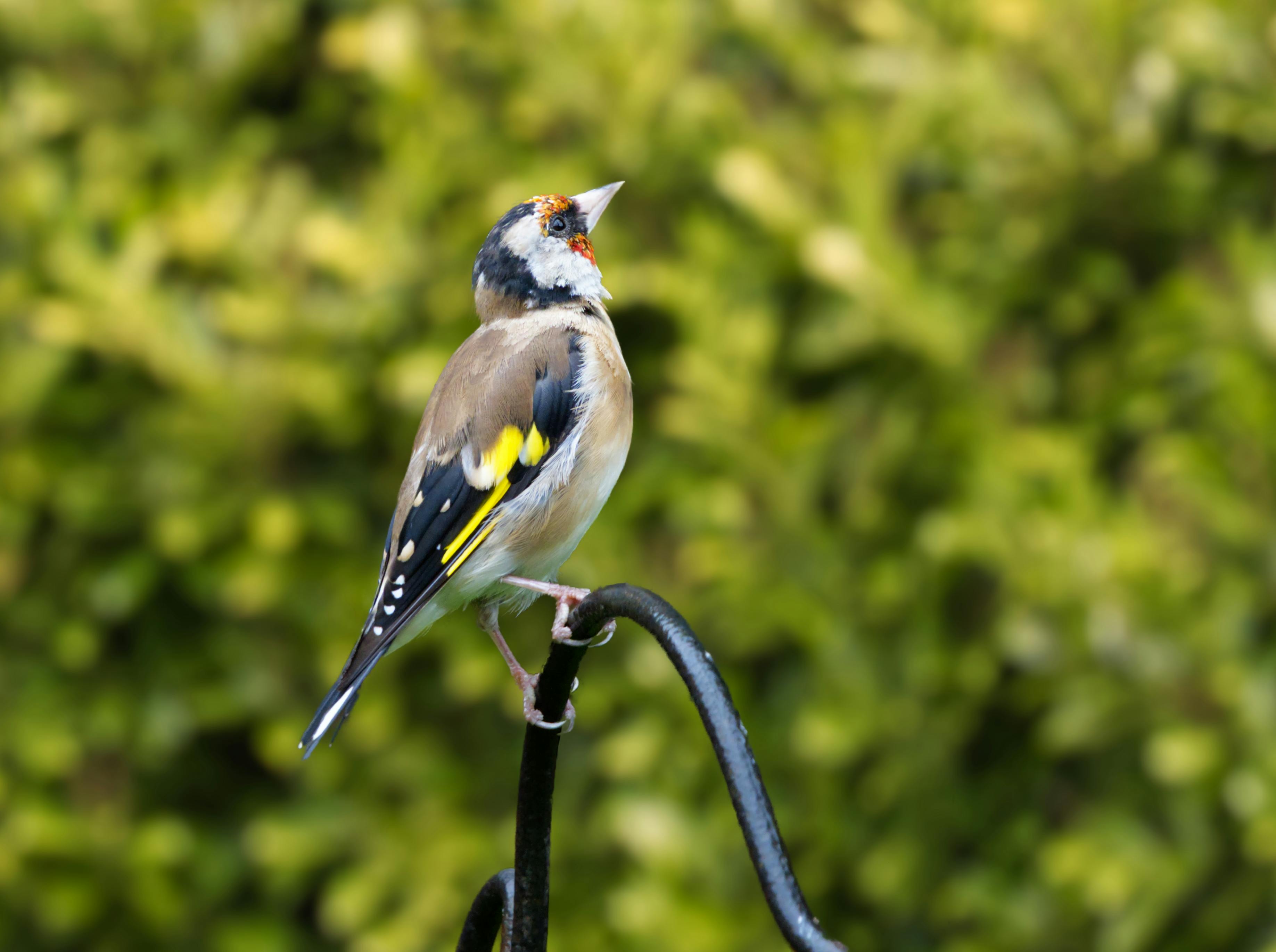 Goldfinch Photos, Download The BEST Free Goldfinch Stock Photos & HD Images